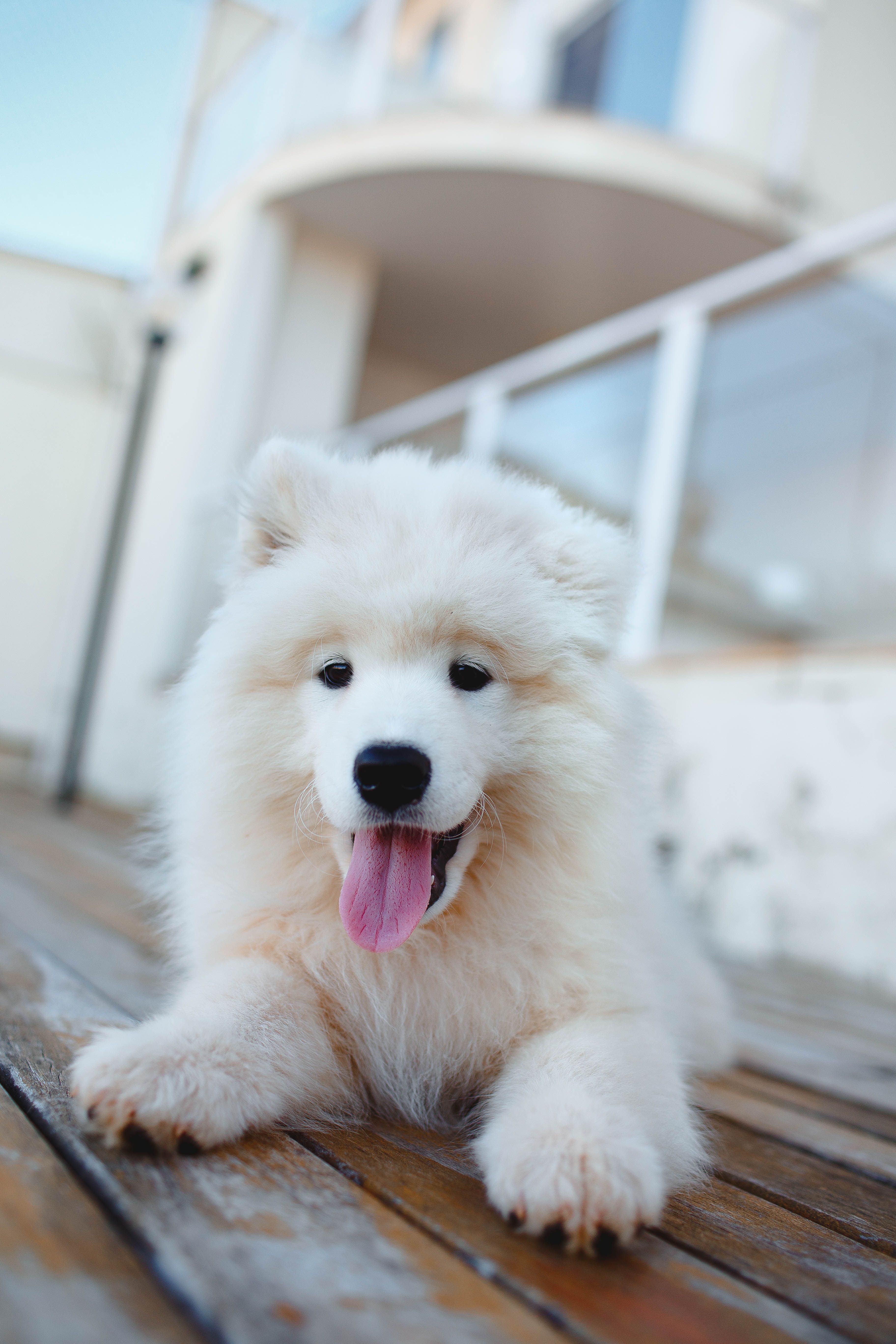 White Long Coated Puppy on Wooden Floor · Free Stock Photo