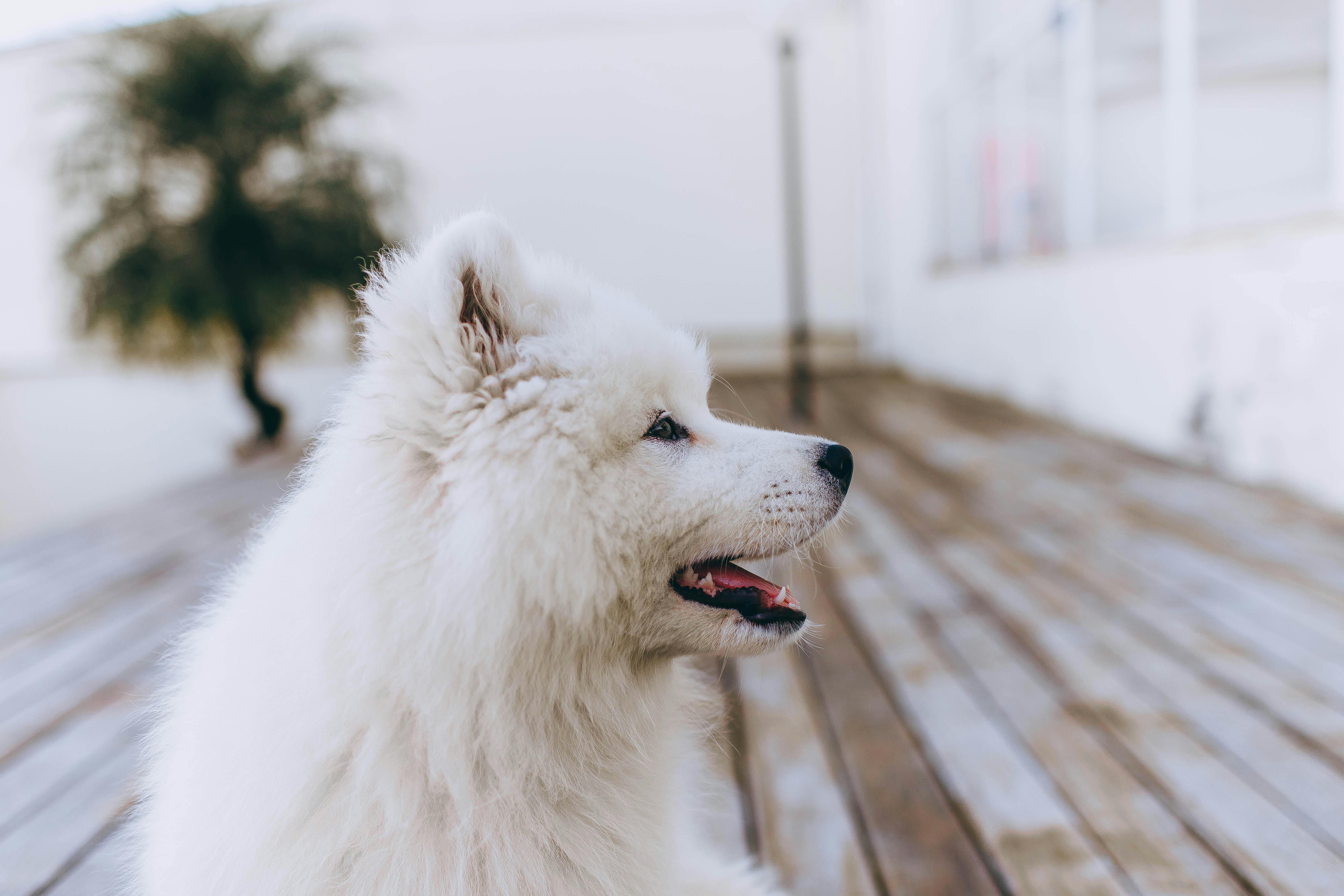 Shallow Focus Photo of White Dog · Free Stock Photo