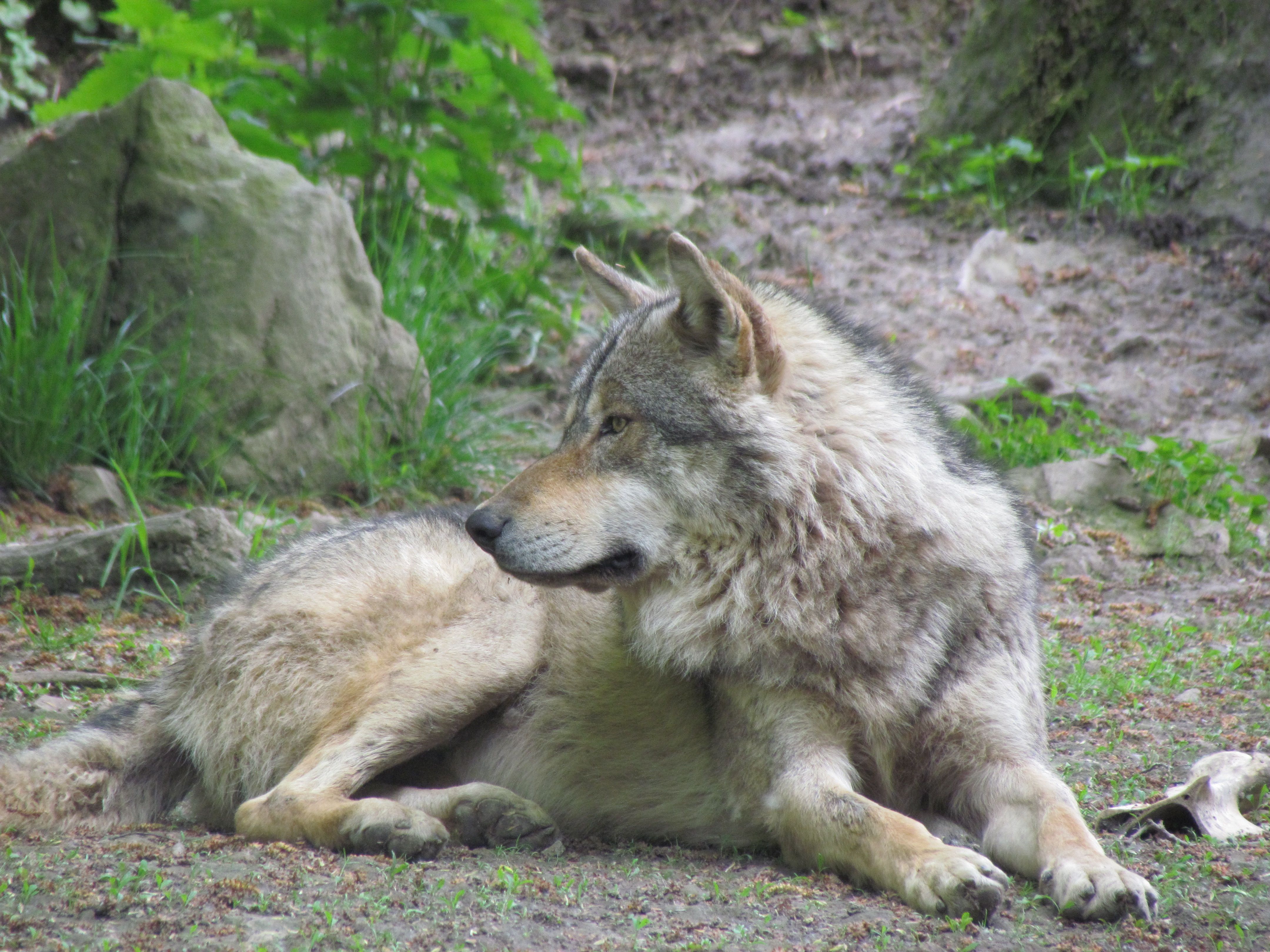 Wolves, Foxes, & Coyotes 31 Photos & Videos Collected by A B