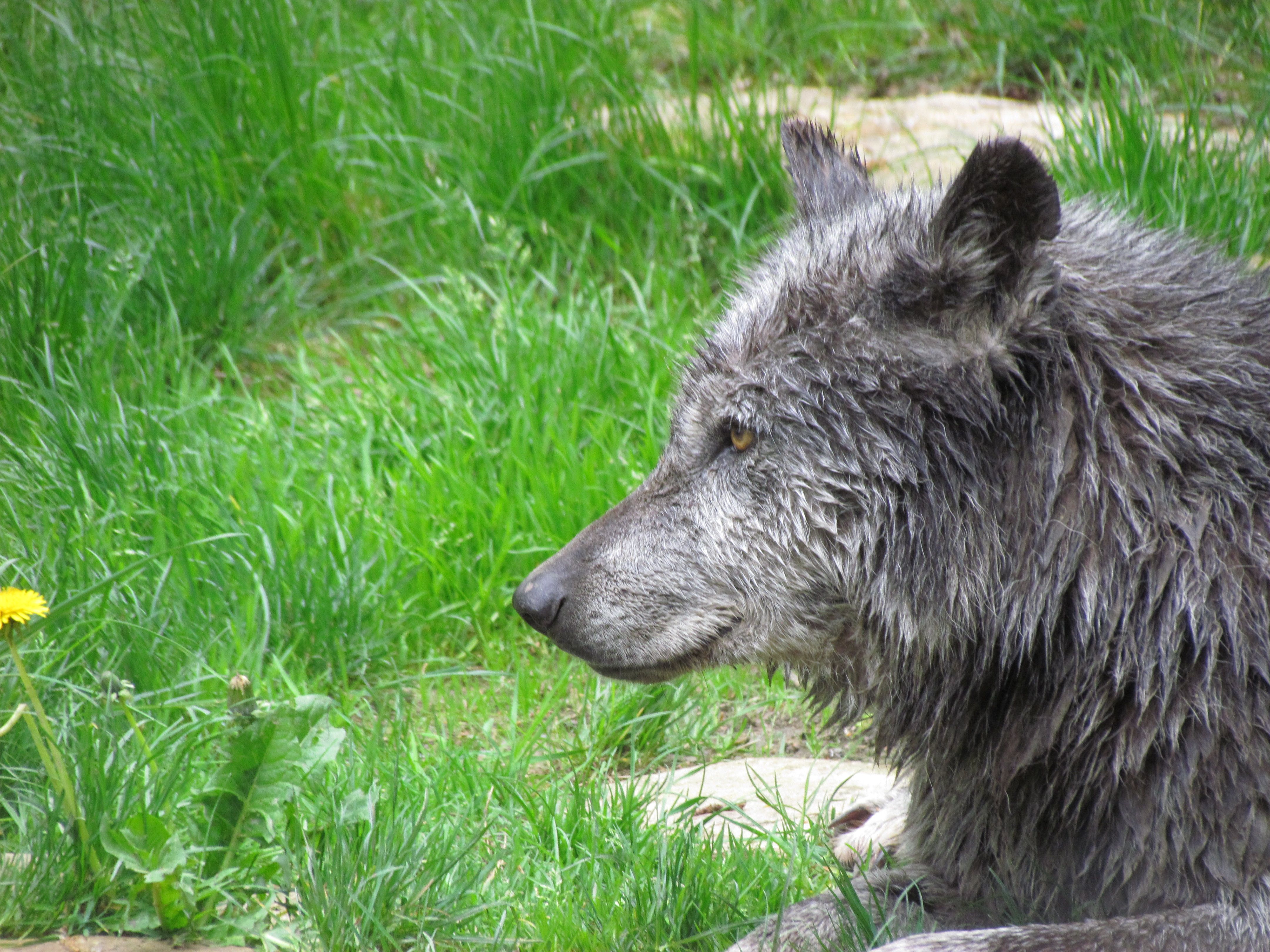 Wolves, Foxes, & Coyotes 31 Photos & Videos Collected by A B