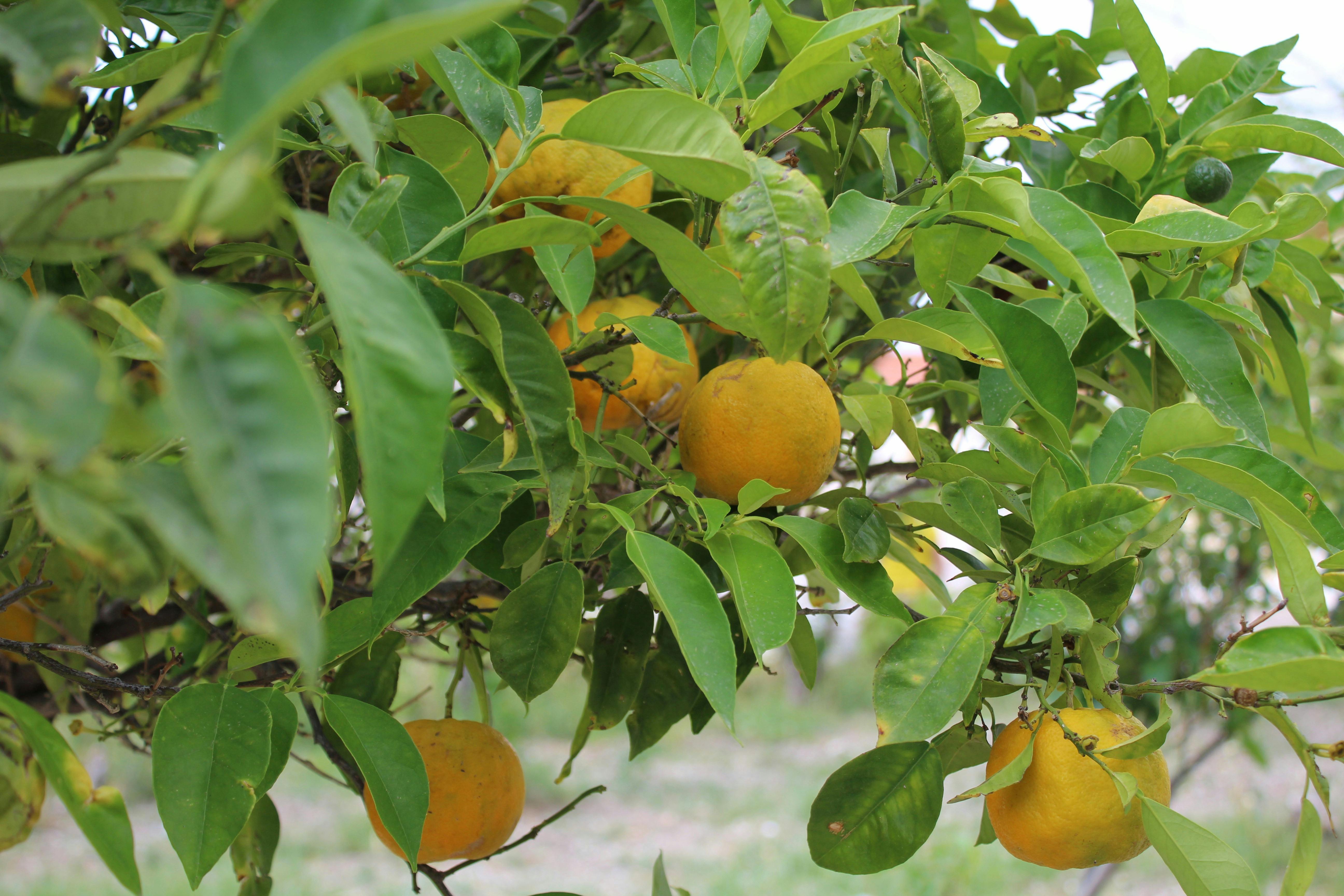 Free stock photo of orange, orange tree