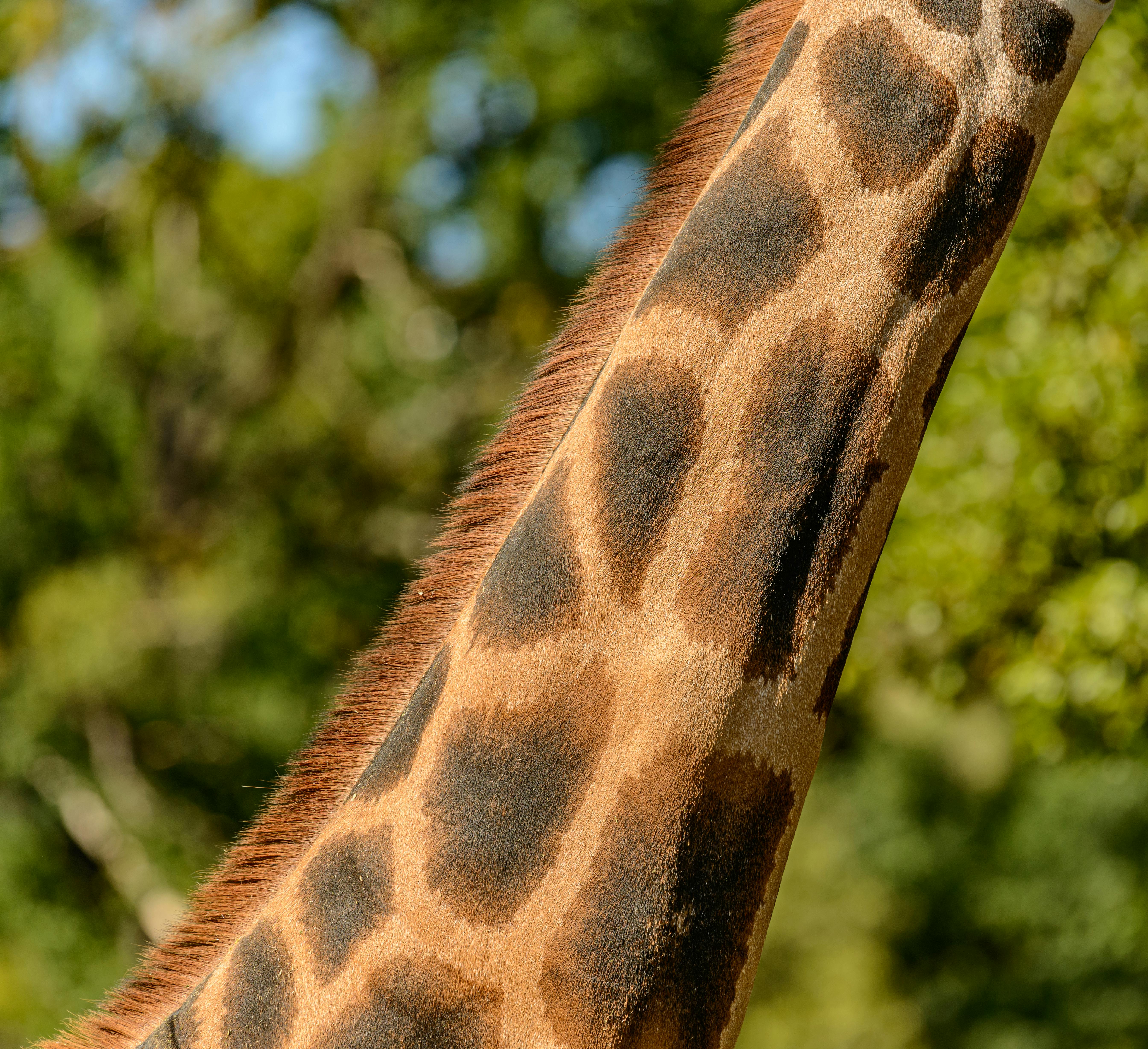 Spots on the Neck of Giraffe · Free Stock Photo