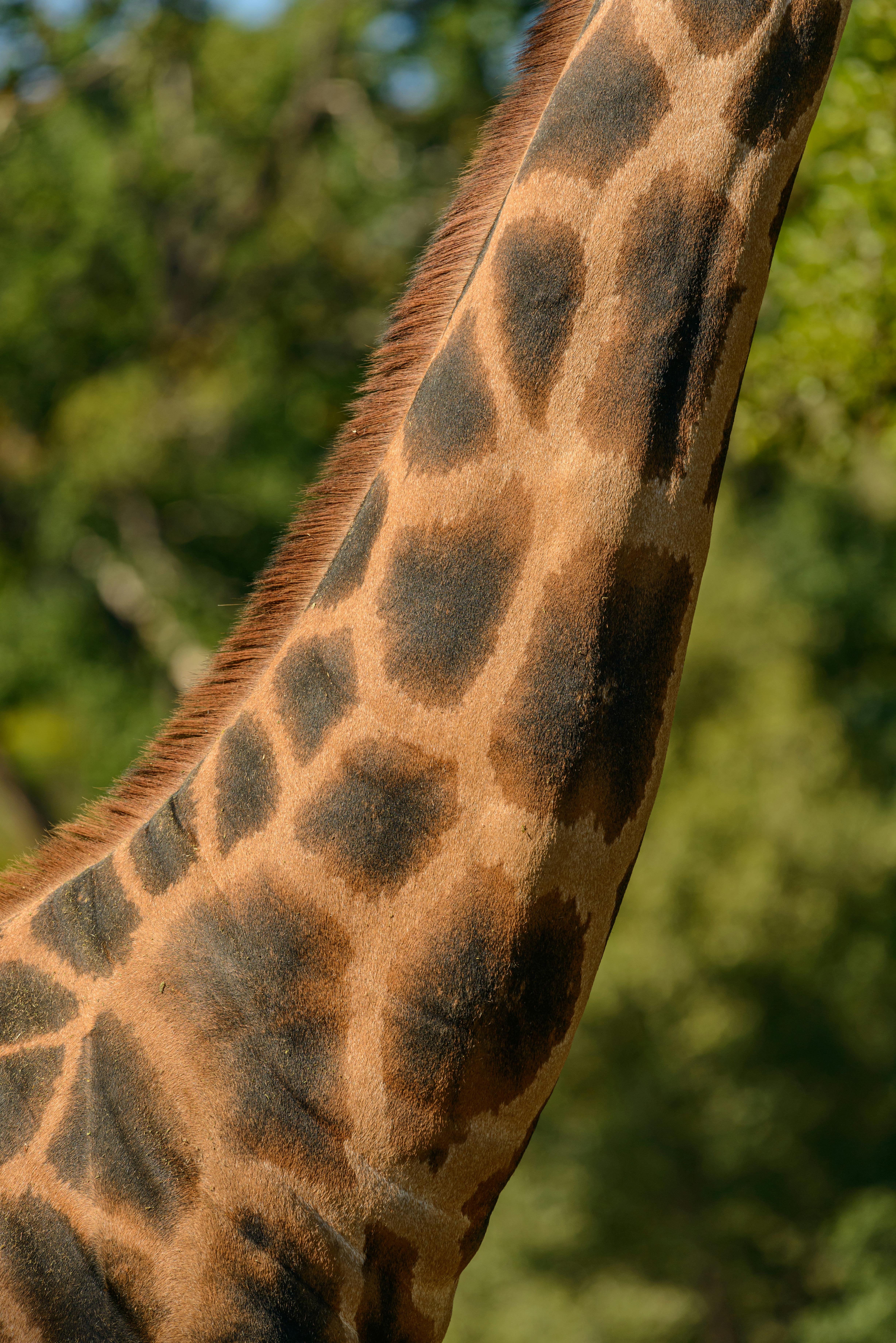 Neck of giraffe near trees in zoo · Free Stock Photo