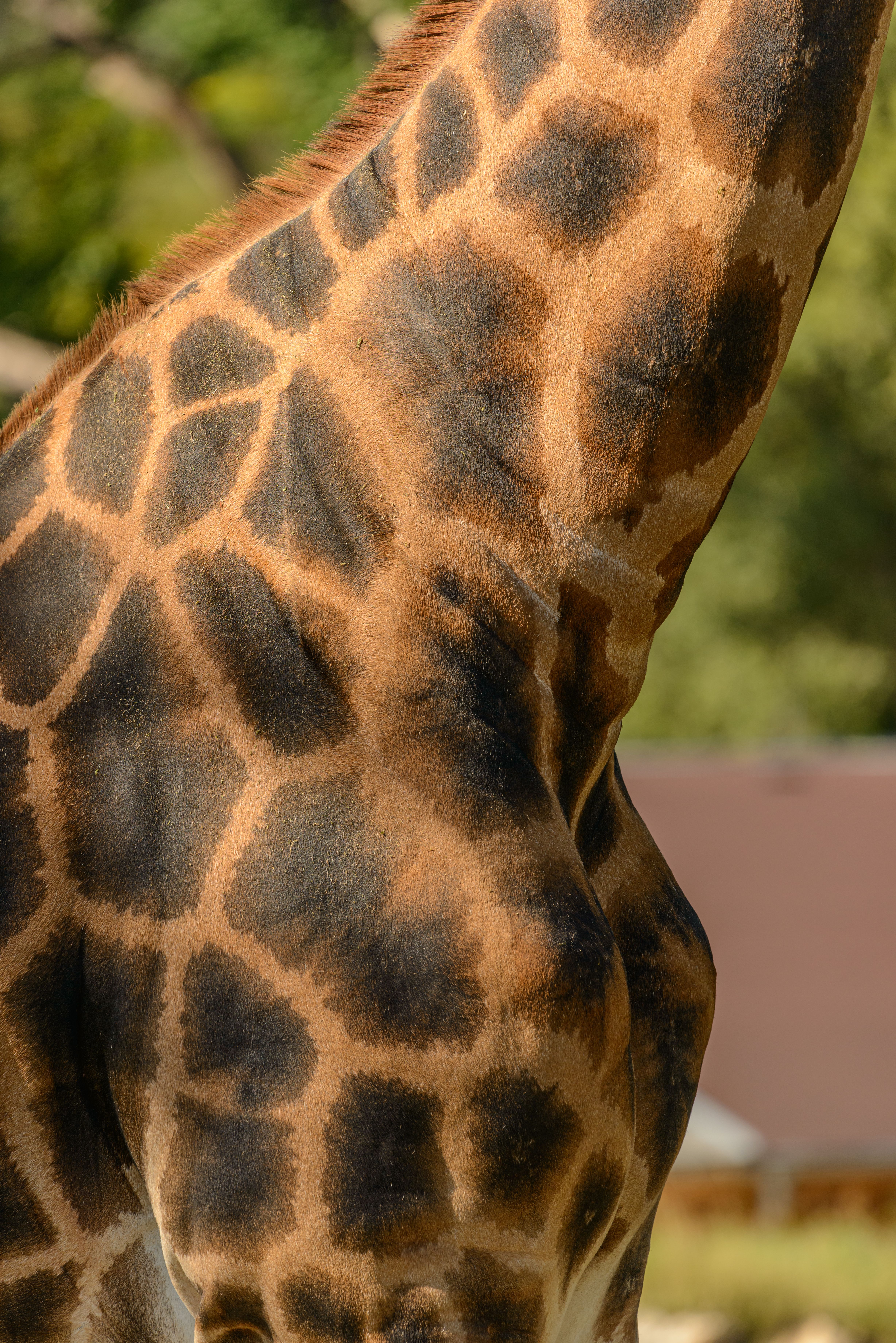 Neck of giraffe with spotted skin in zoo · Free Stock Photo