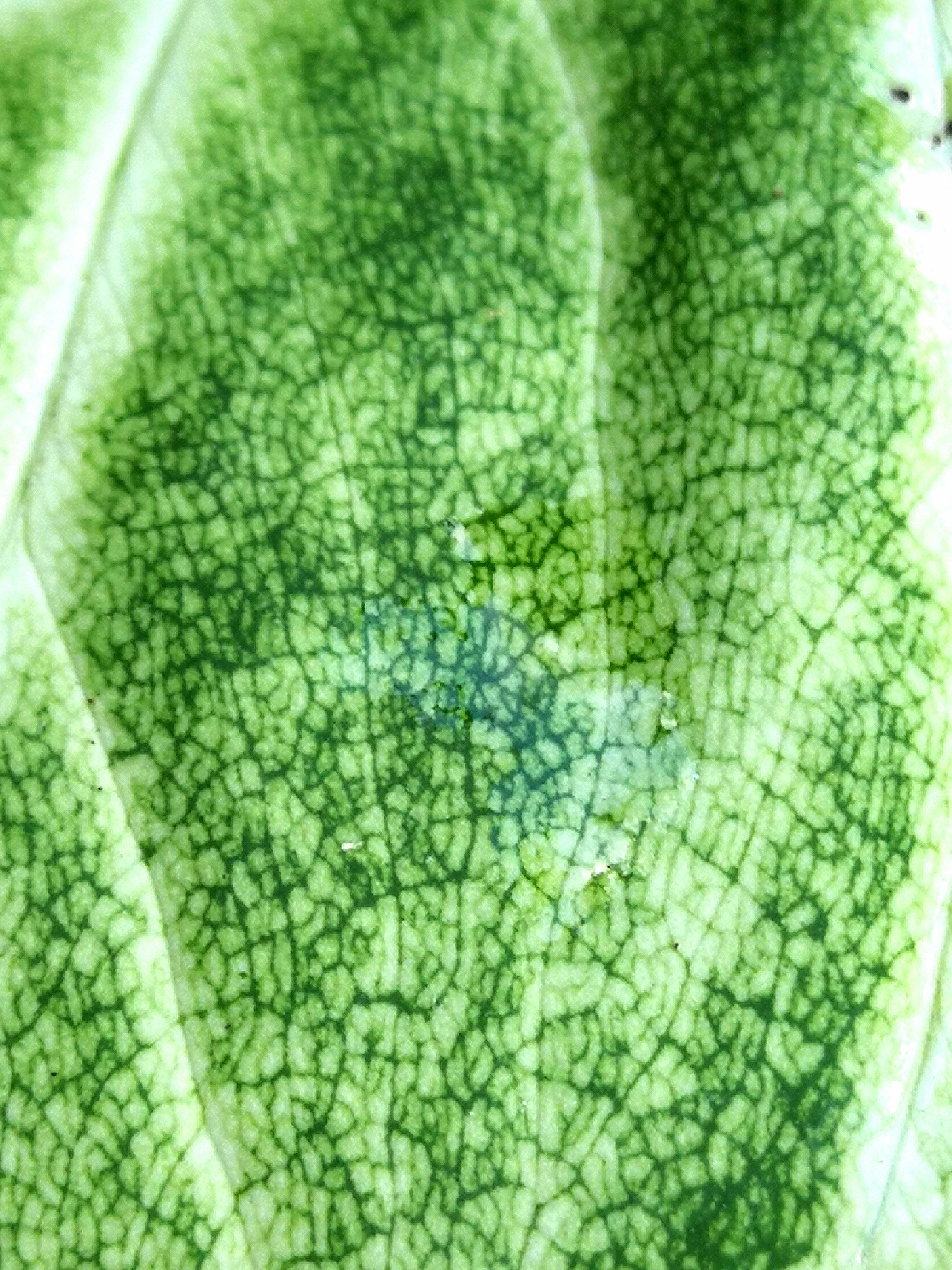 Decoding Deceptive Data: Unmasking Misleading Graphs