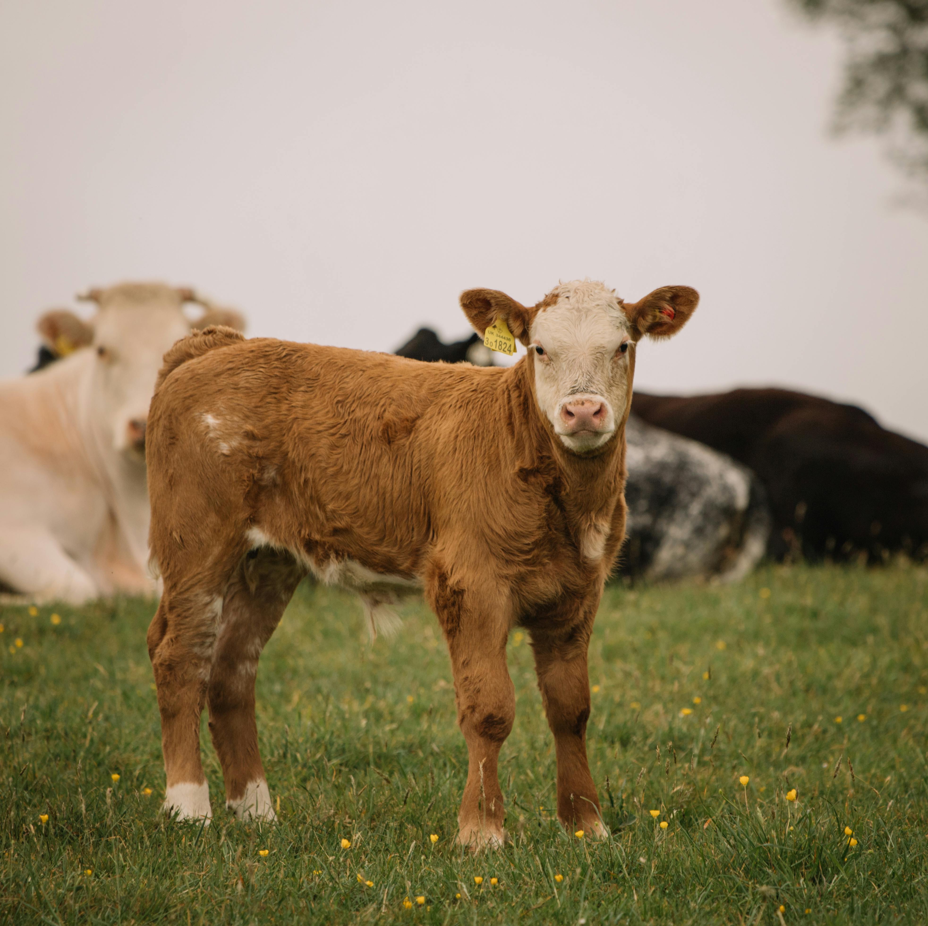 Beef Cow Growth Photos, Download The BEST Free Beef Cow Growth Stock ...