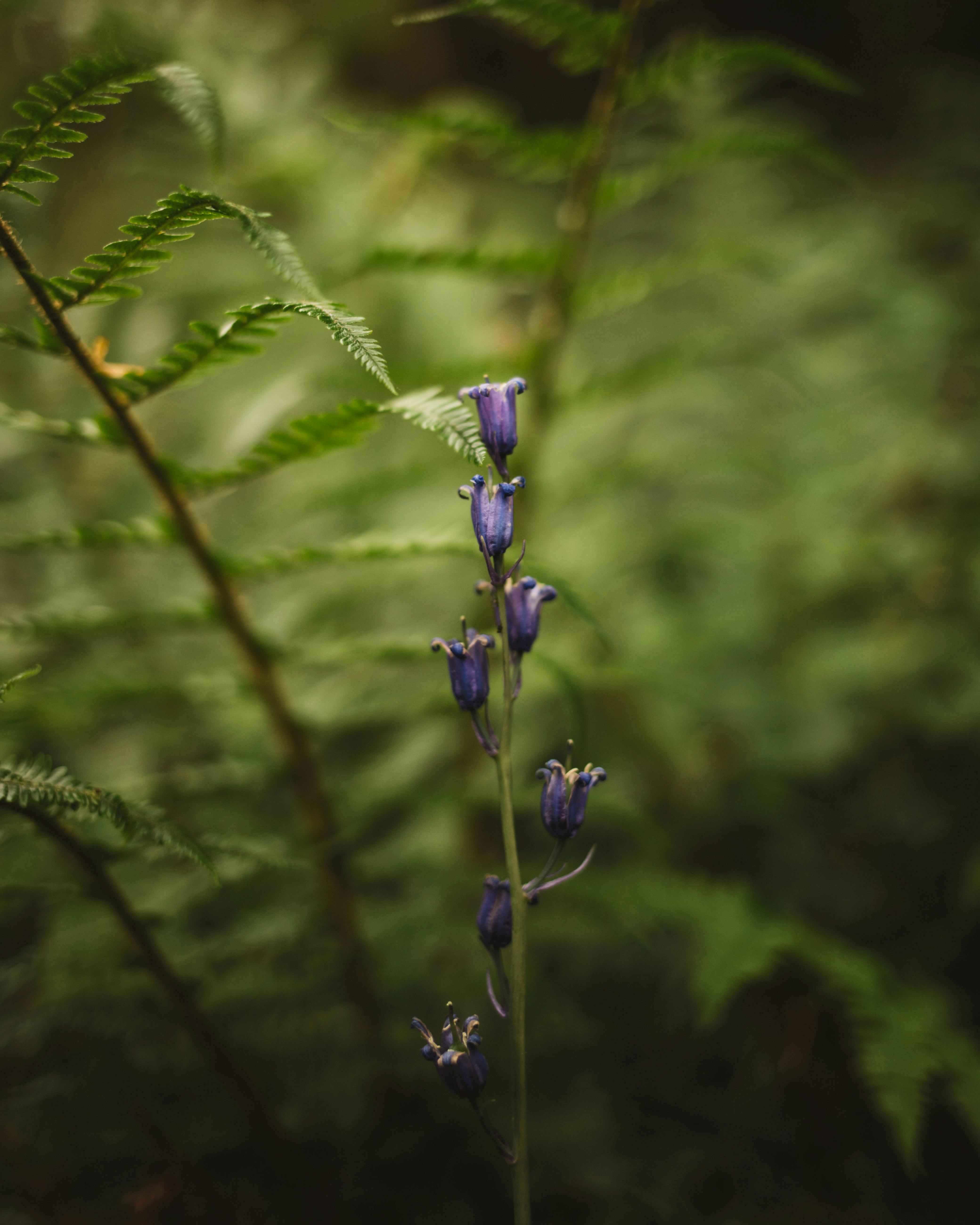 Wild flower growing near greenery in summer day · Free Stock Photo