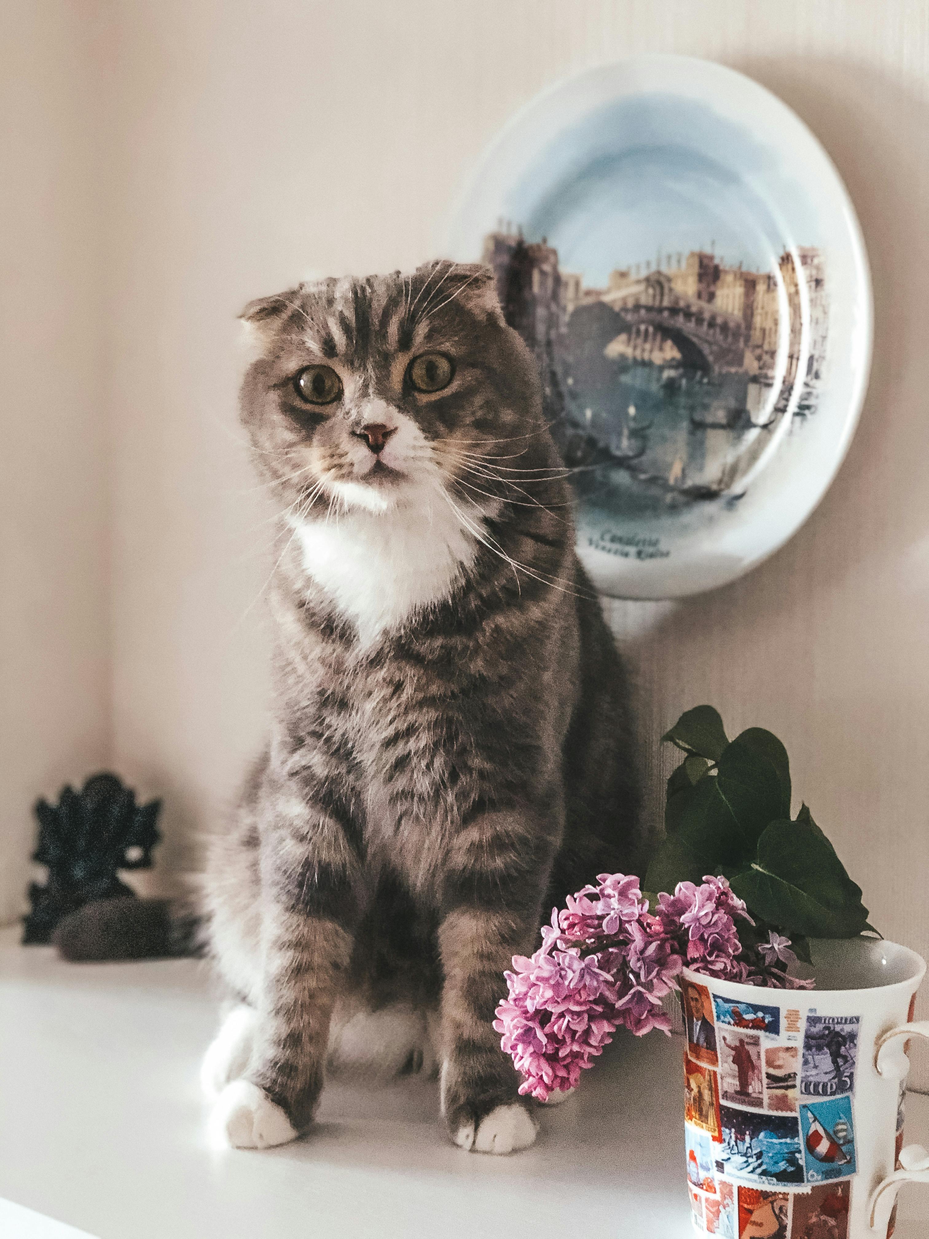 Folded Ear Photos, Download The BEST Free Folded Ear Stock Photos & HD ...