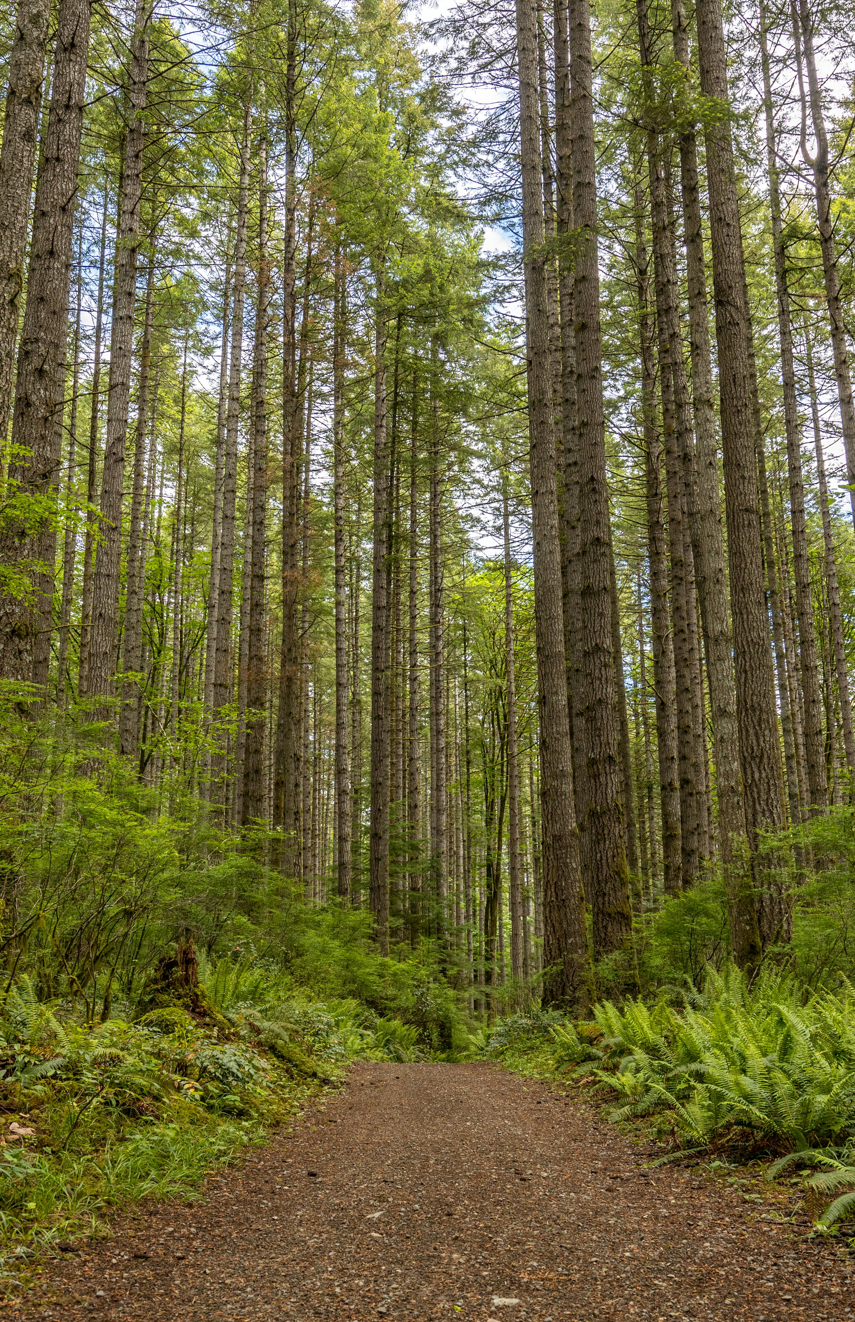 Footpath running through thick green forest · Free Stock Photo