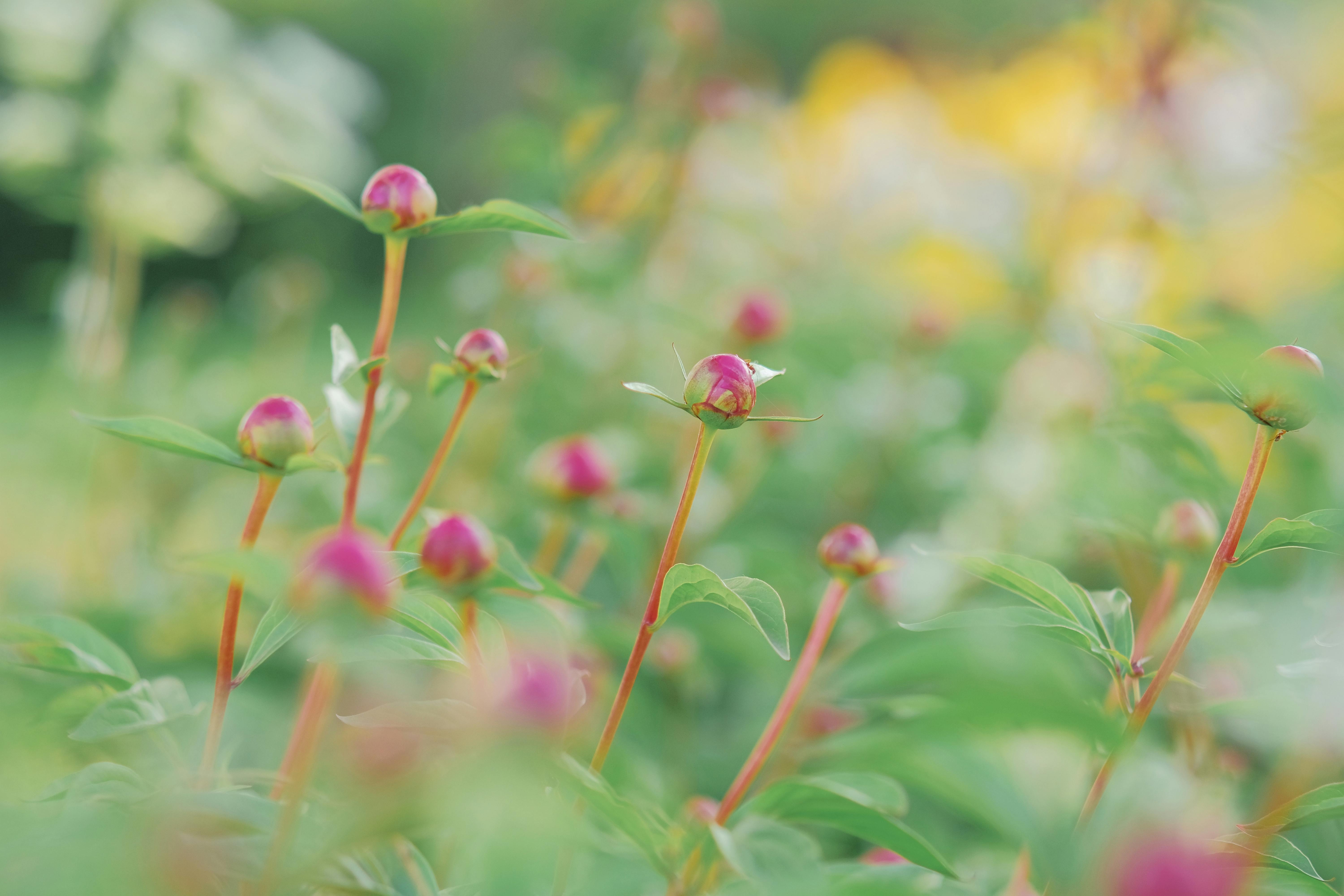 Peonies Planting Zone Guide: Tips for Home Gardeners