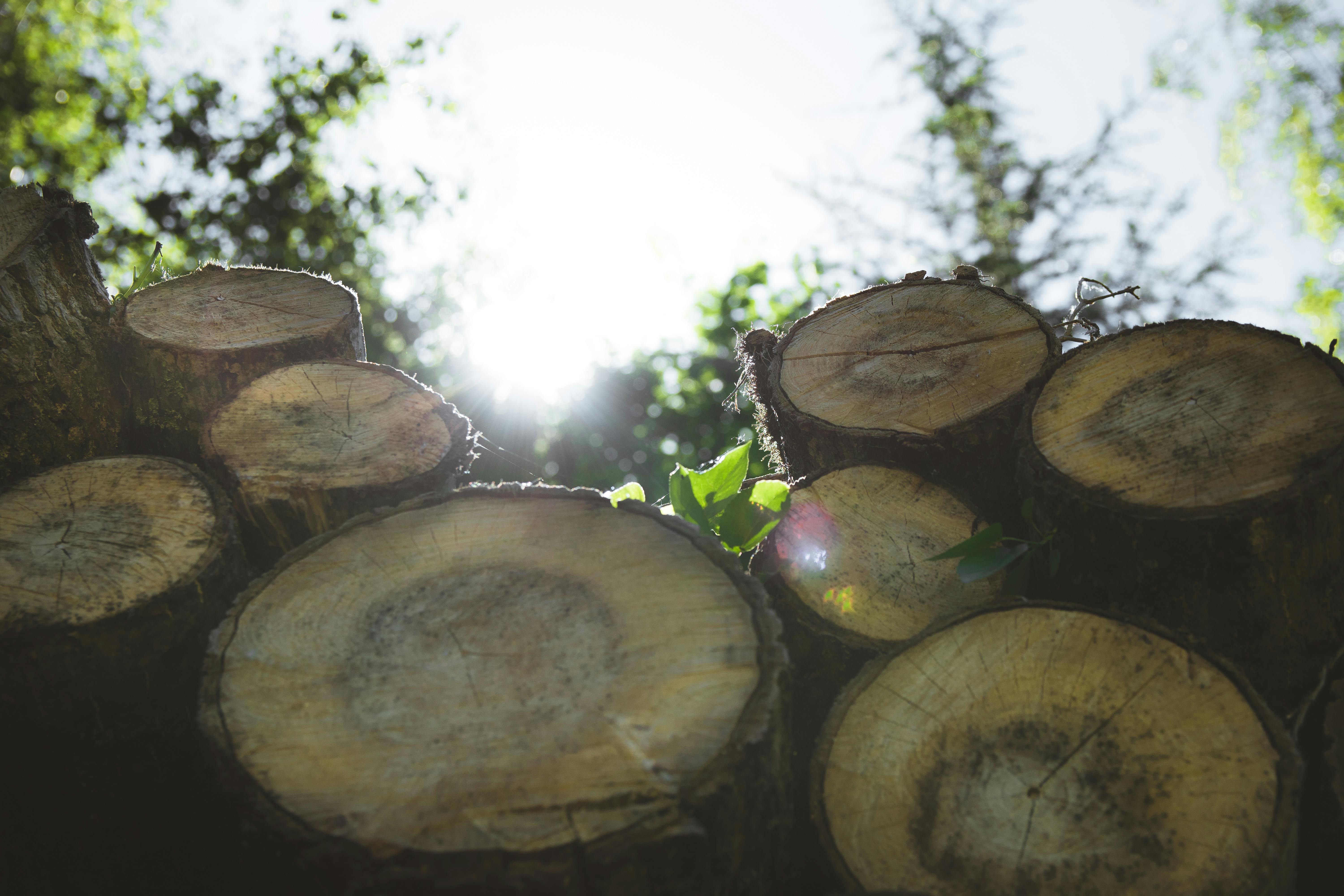 Free stock photo of forest, green, logs