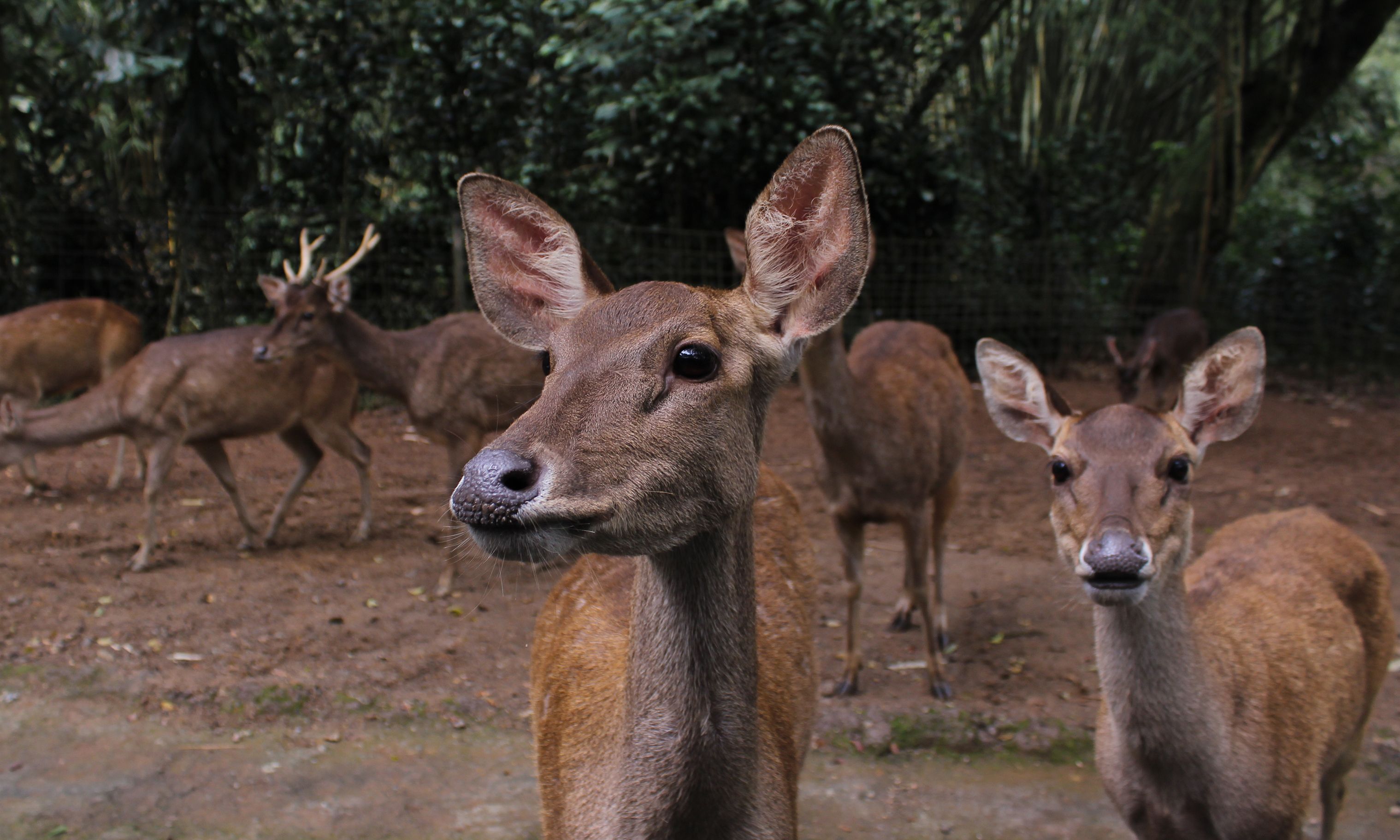 Brown Deer on Brown Field · Free Stock Photo