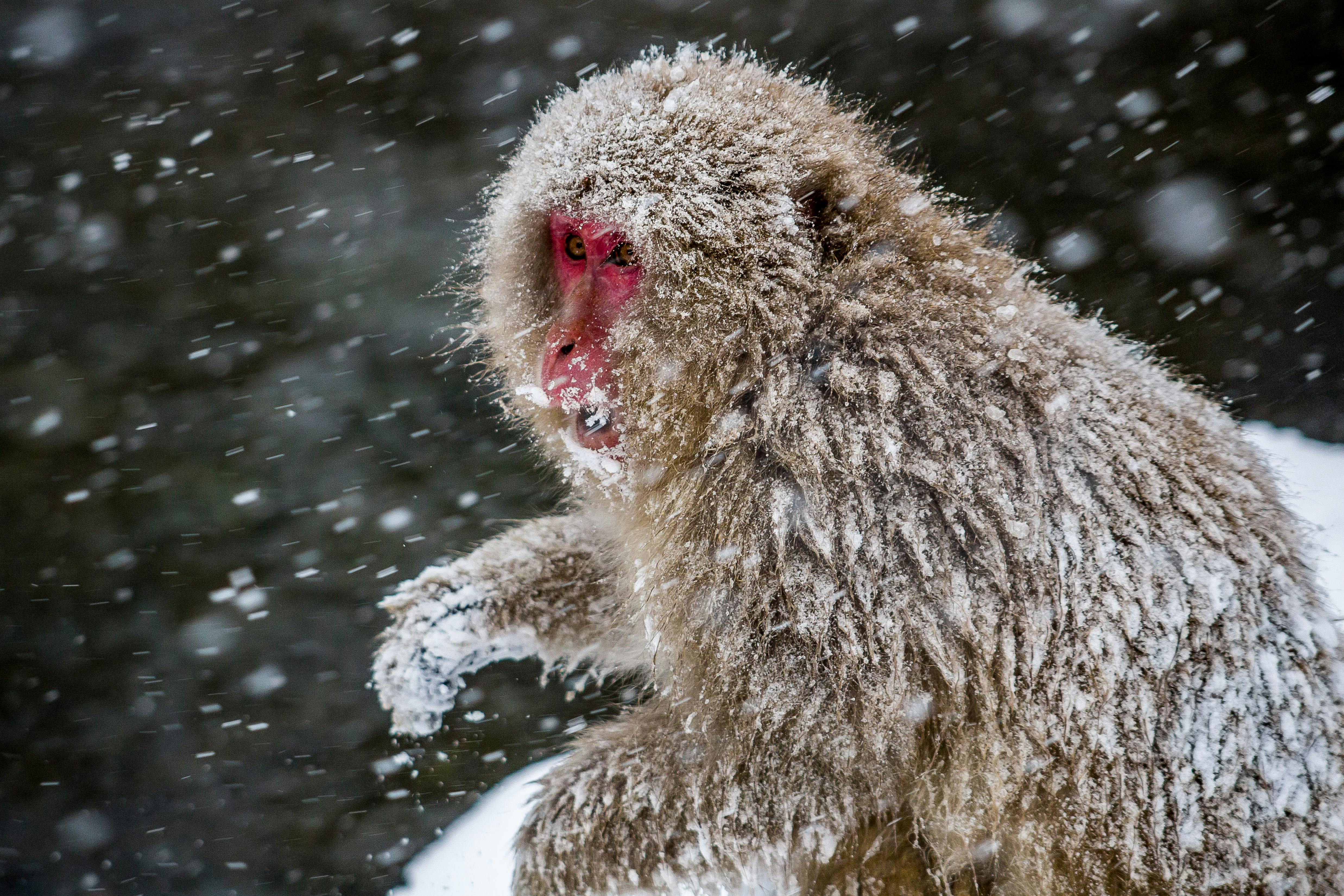 1,000+ Best Snow Monkey Photos · 100% Free Download · Pexels Stock Photos