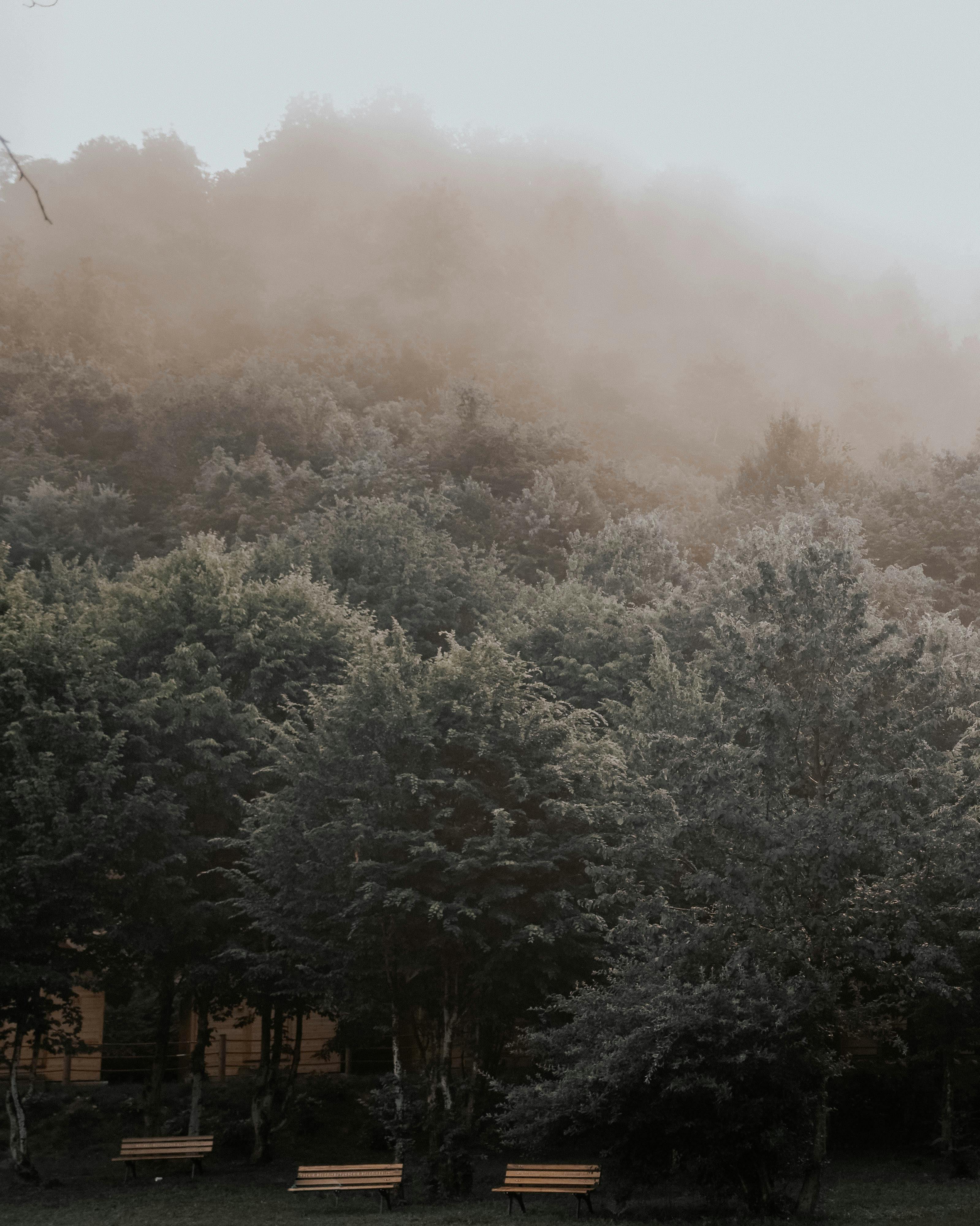 Mist Garden Photos, Download Free Mist Garden Stock Photos & HD Images