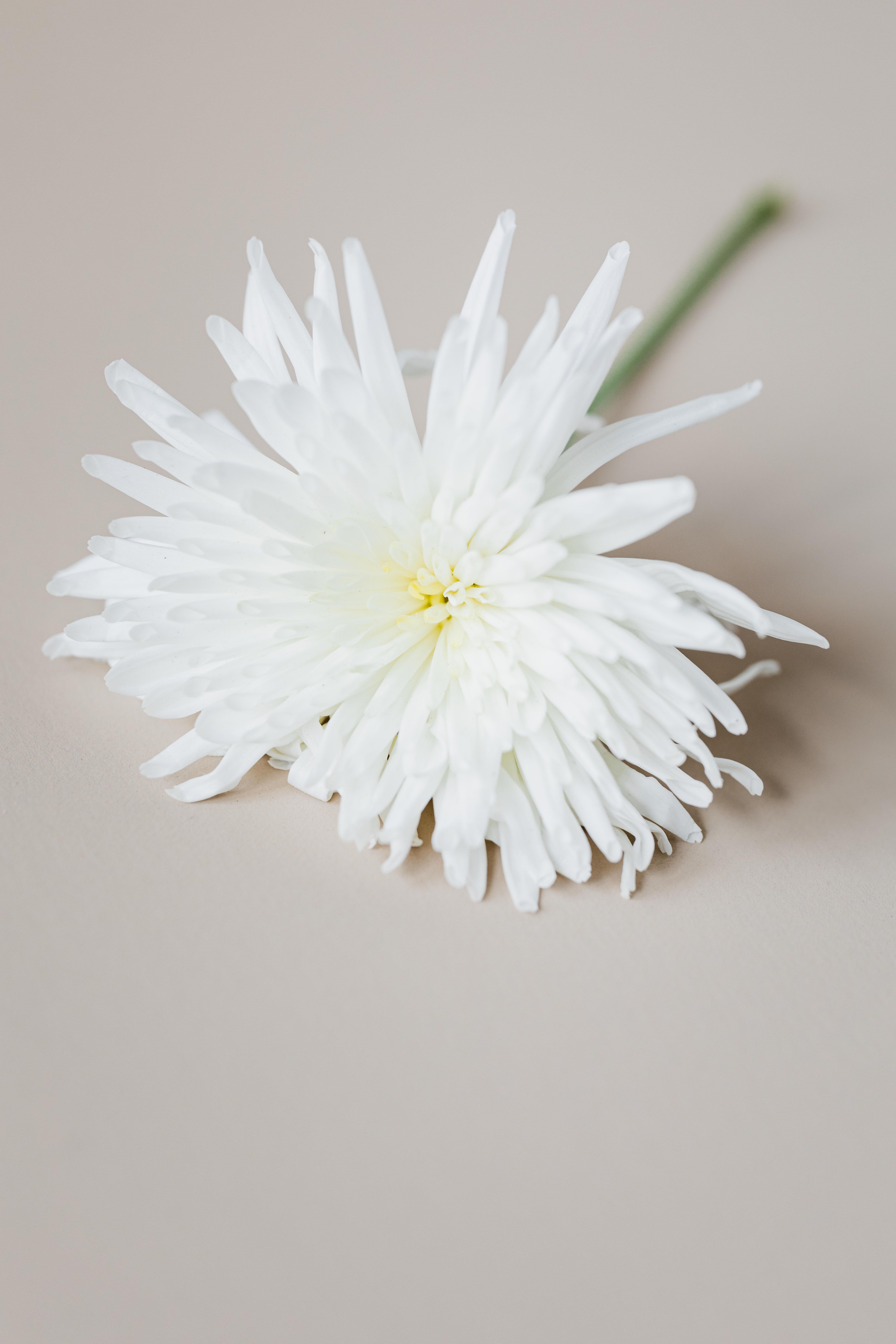 White Flower on a White Background · Free Stock Photo