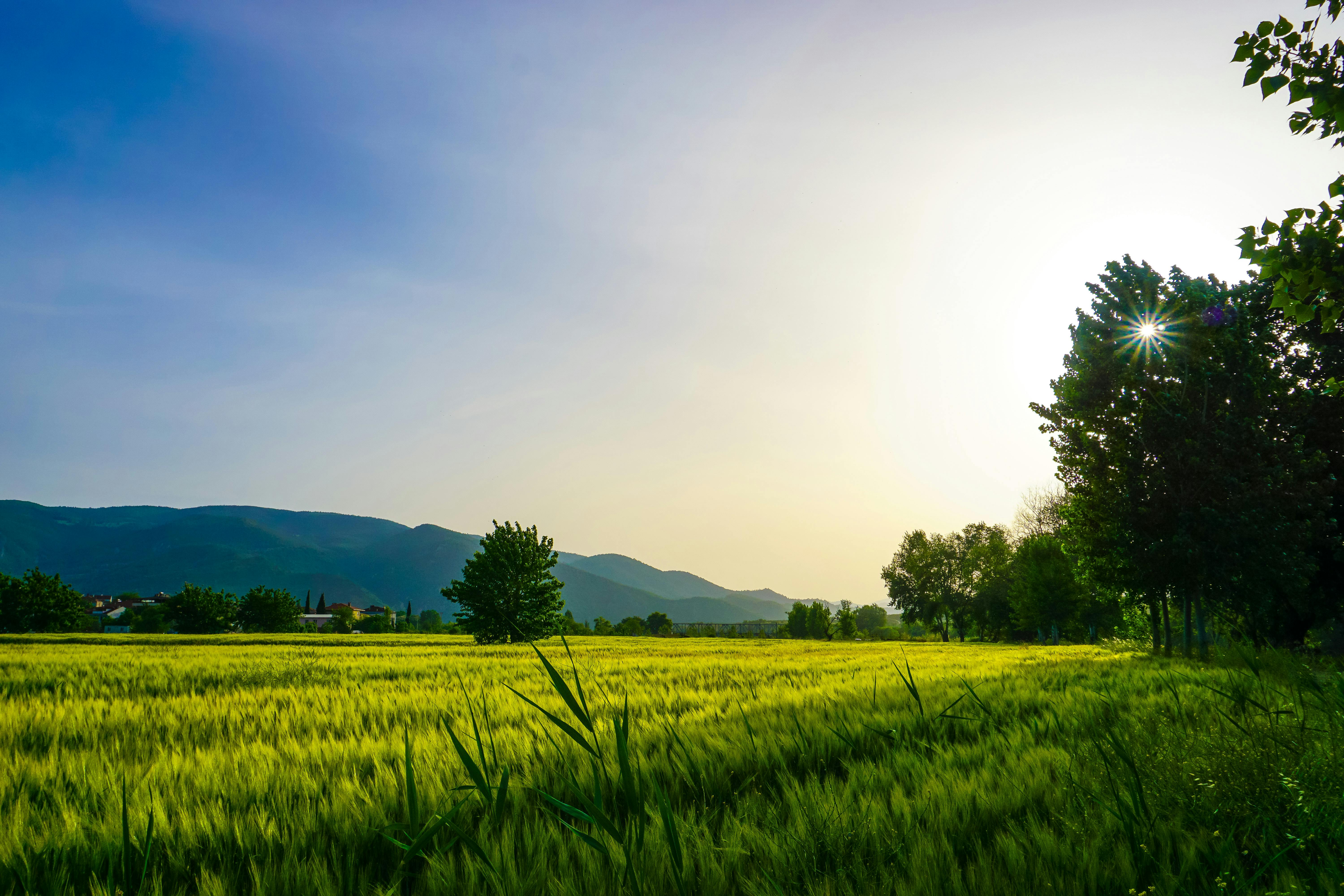 Lush Field in Countryside at Sunset · Free Stock Photo