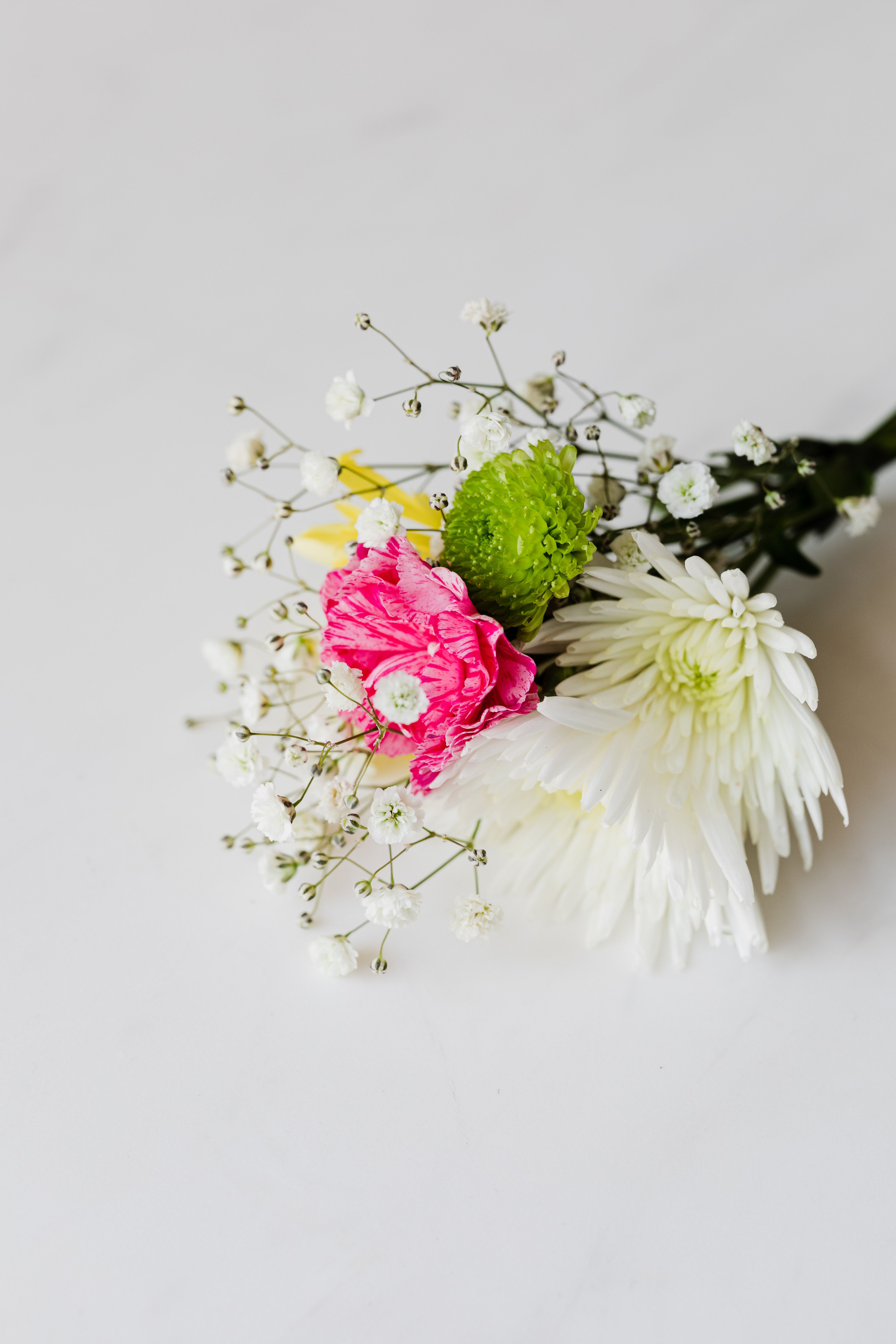 Mums Photos, Download The BEST Free Mums Stock Photos & HD Images