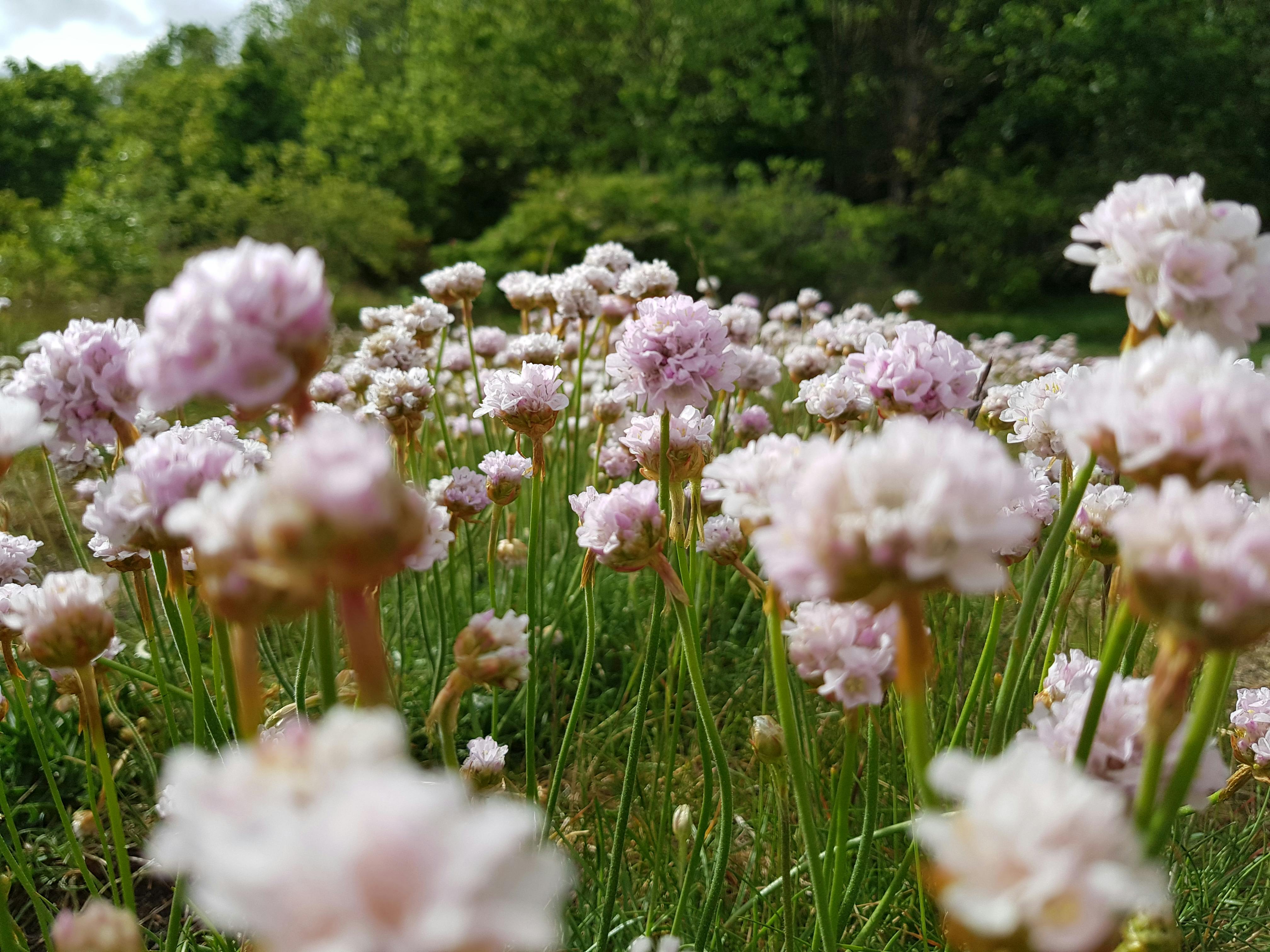 Elizabeth Sumner - 摄影