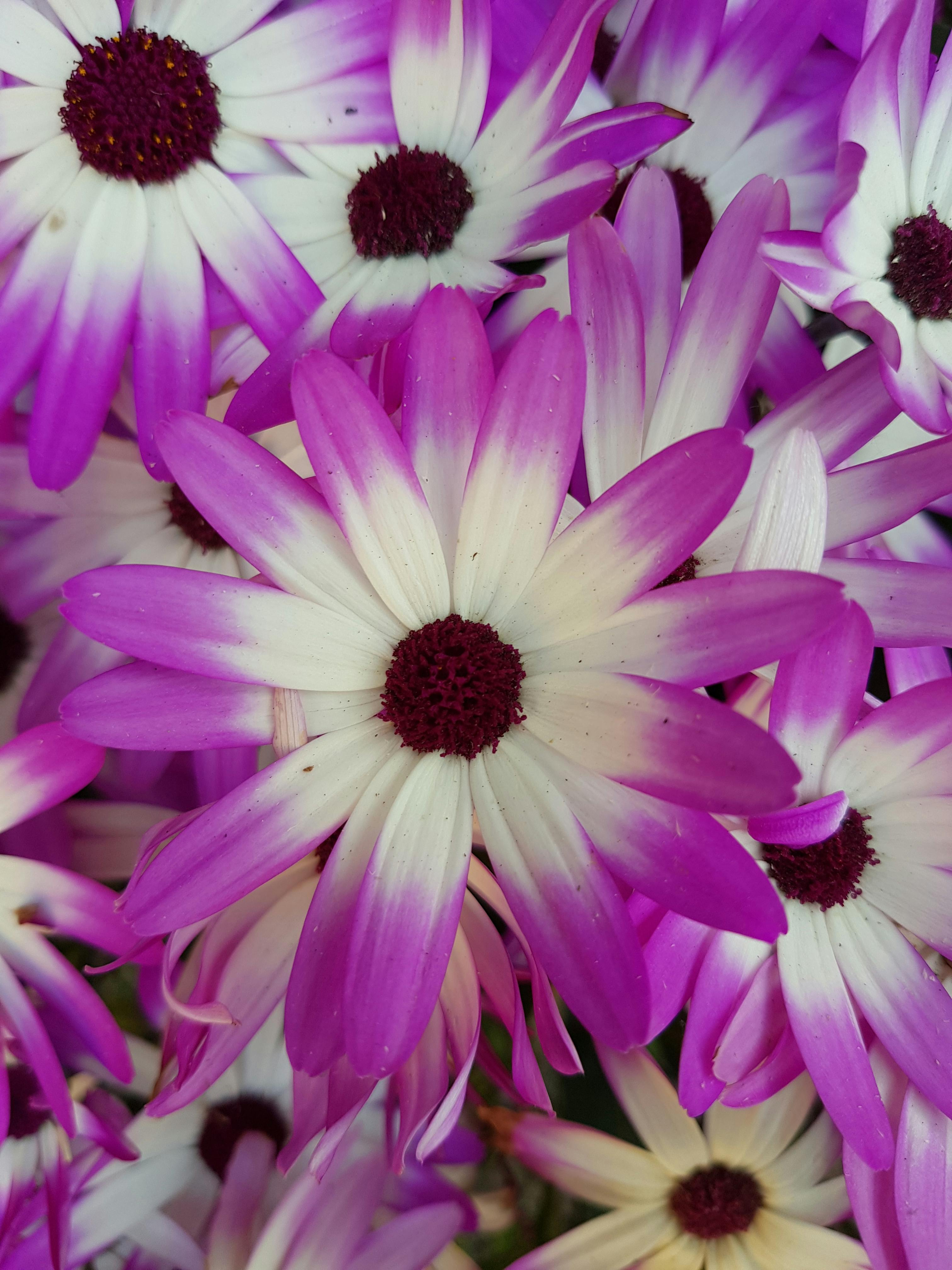 Elizabeth Sumner - 摄影