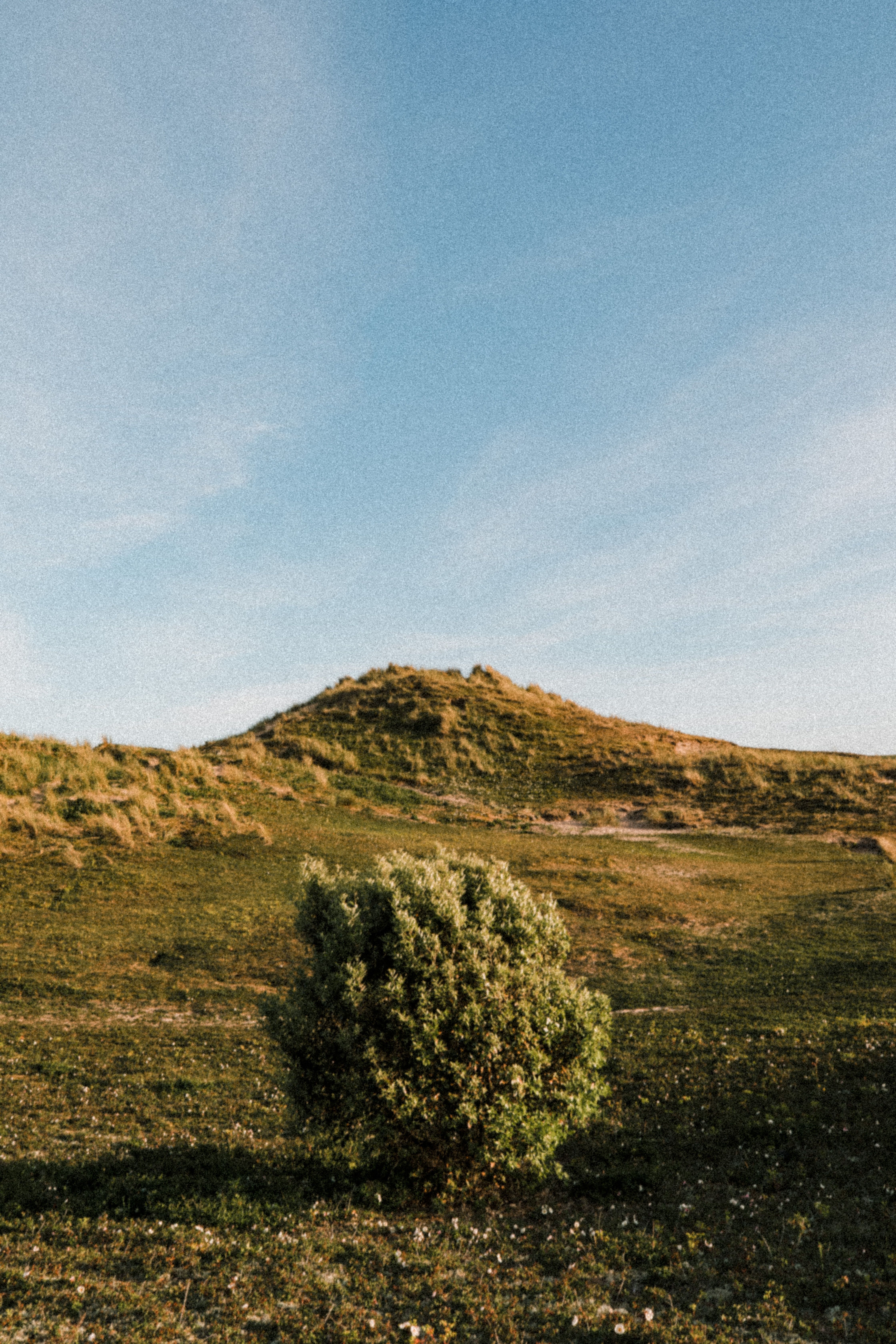 Bush growing near hill in nature · Free Stock Photo