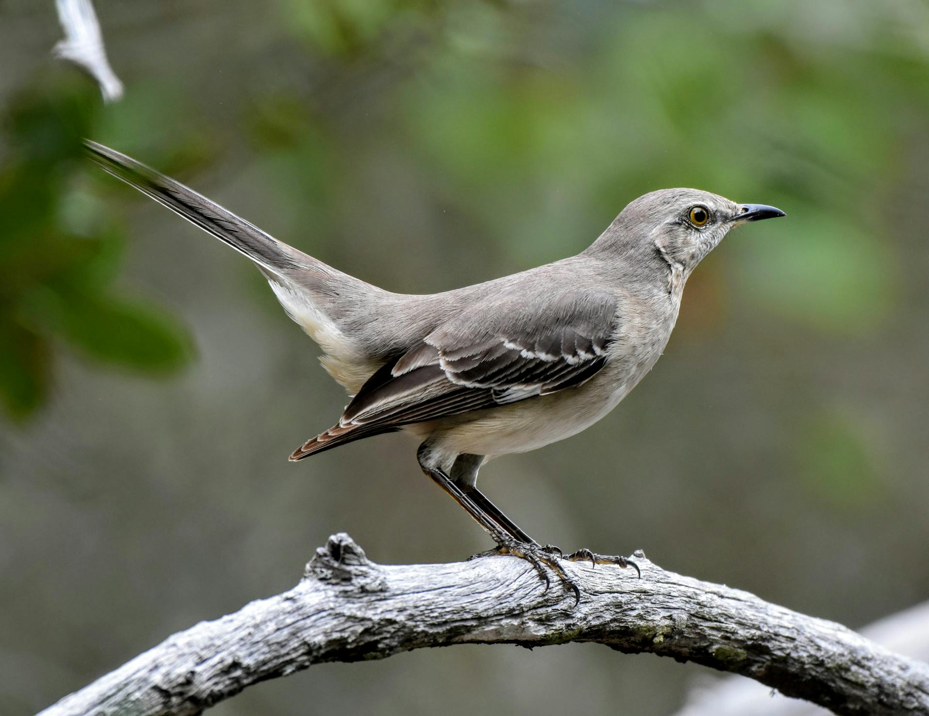 Texas Northern Mockingbird: Habitat, Diet, and Unique Traits