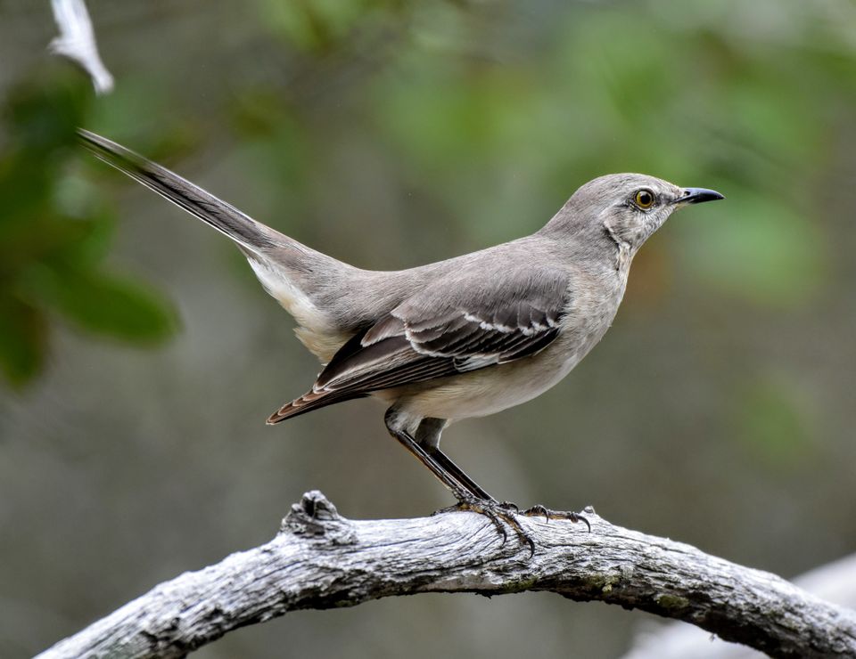 Northern Mockingbird Eggs: Life Cycle Explained