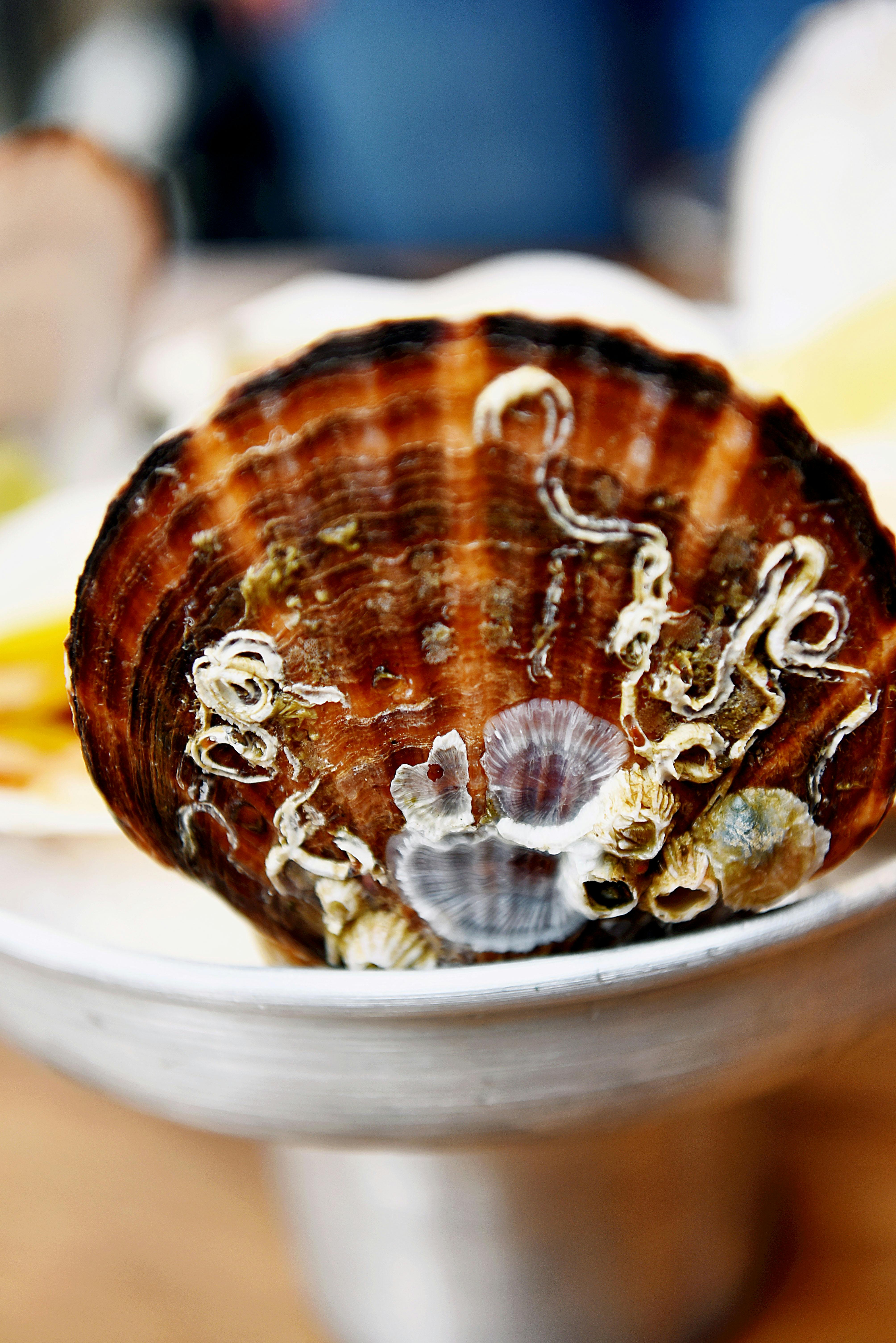 30+ Best Scallop Photos · 100% Free Download · Pexels Stock Photos