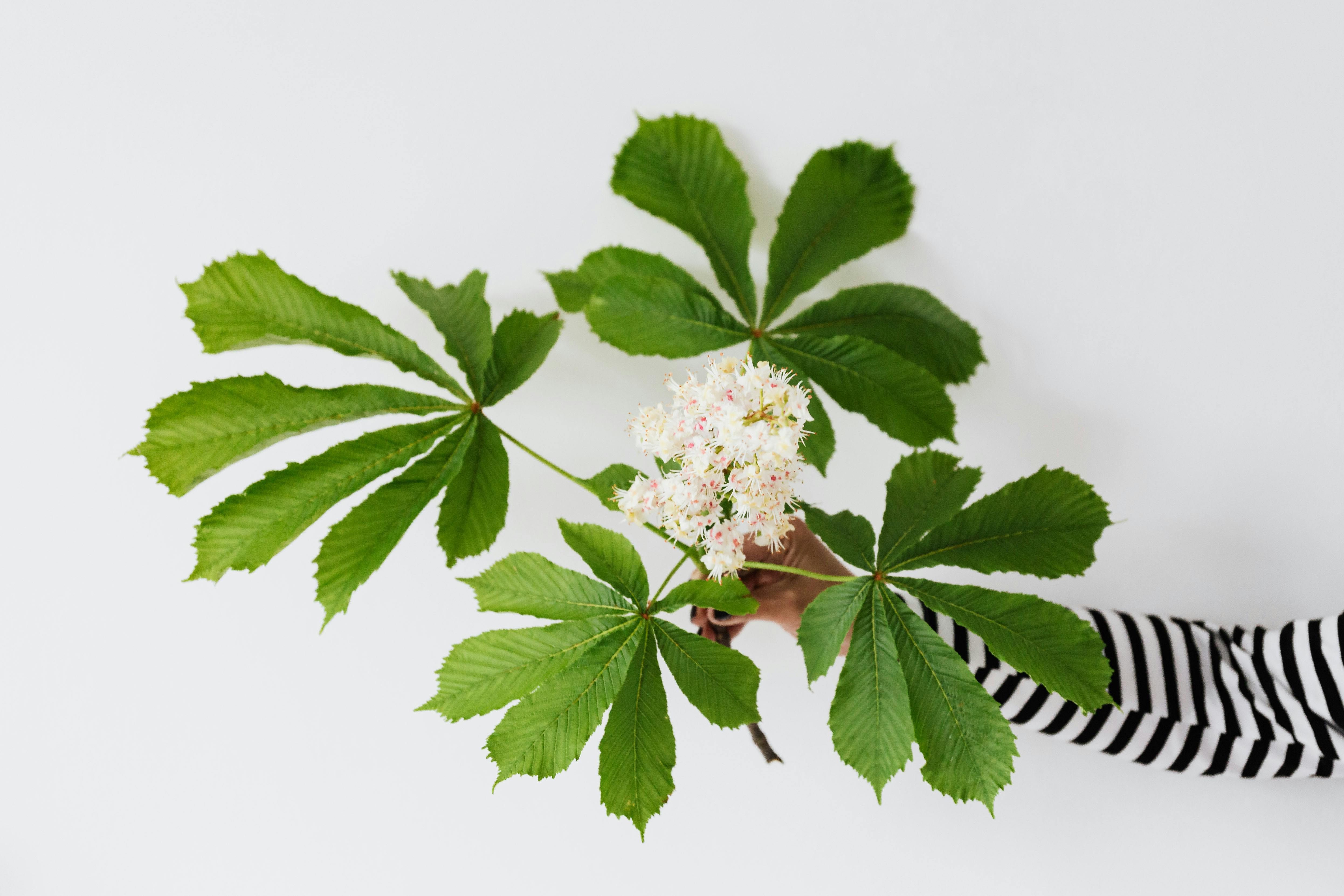 30+ Castan Floare banque d’images et photos libres de droit ...