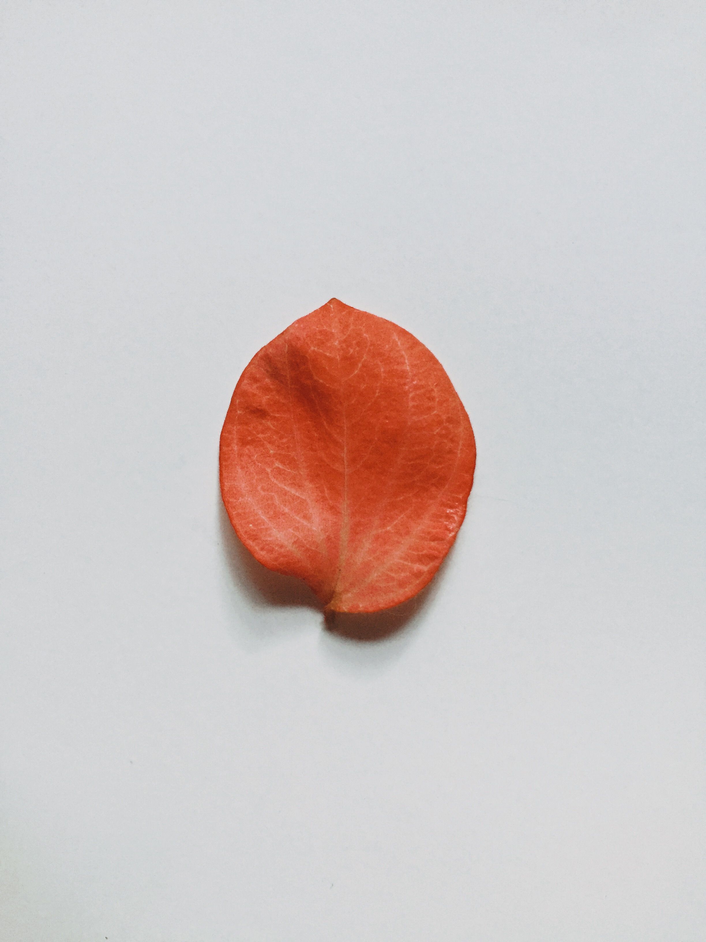 Rotten Leaf in White Surface · Free Stock Photo