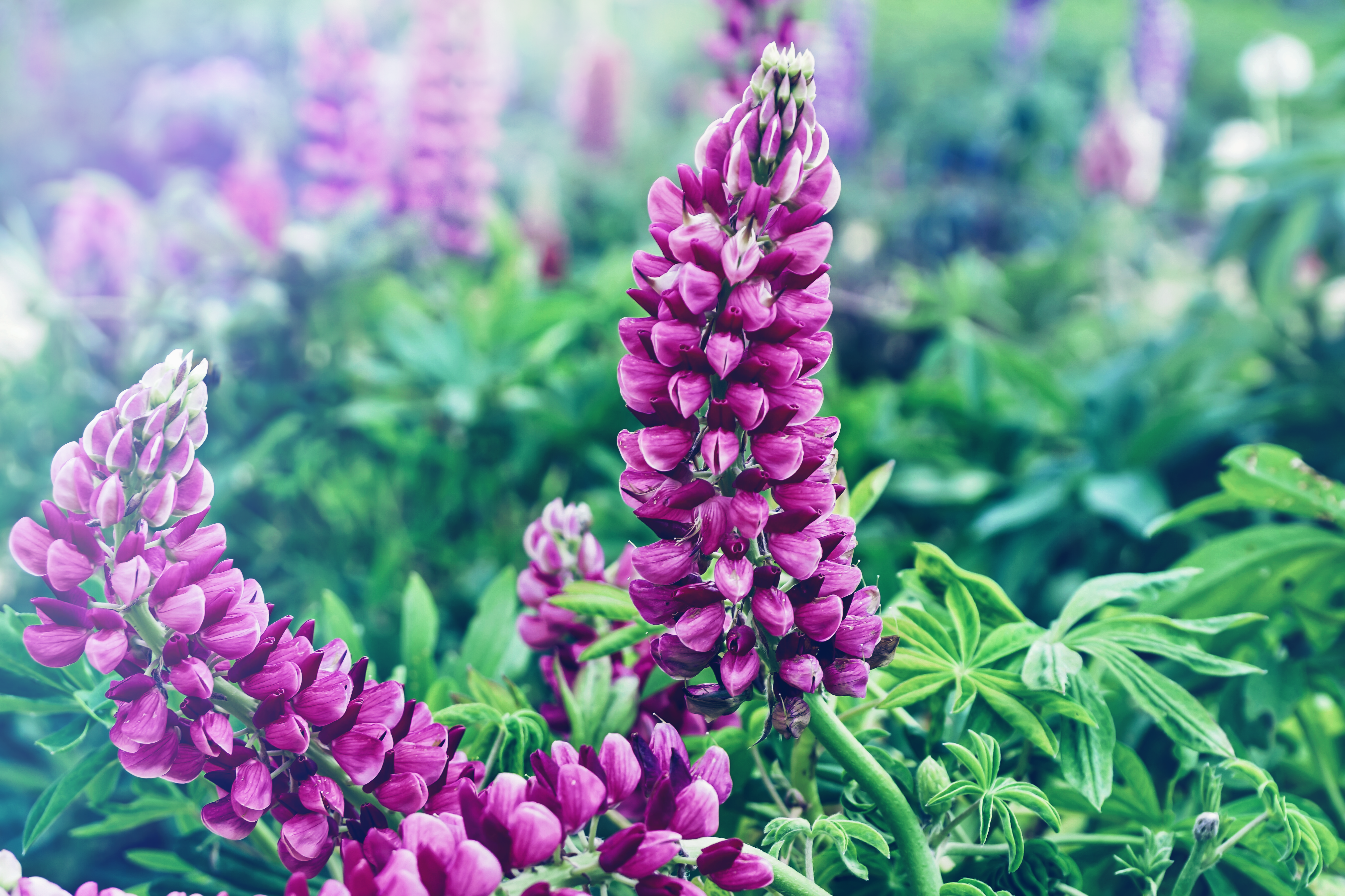 Purple Flowers in Garden · Free Stock Photo