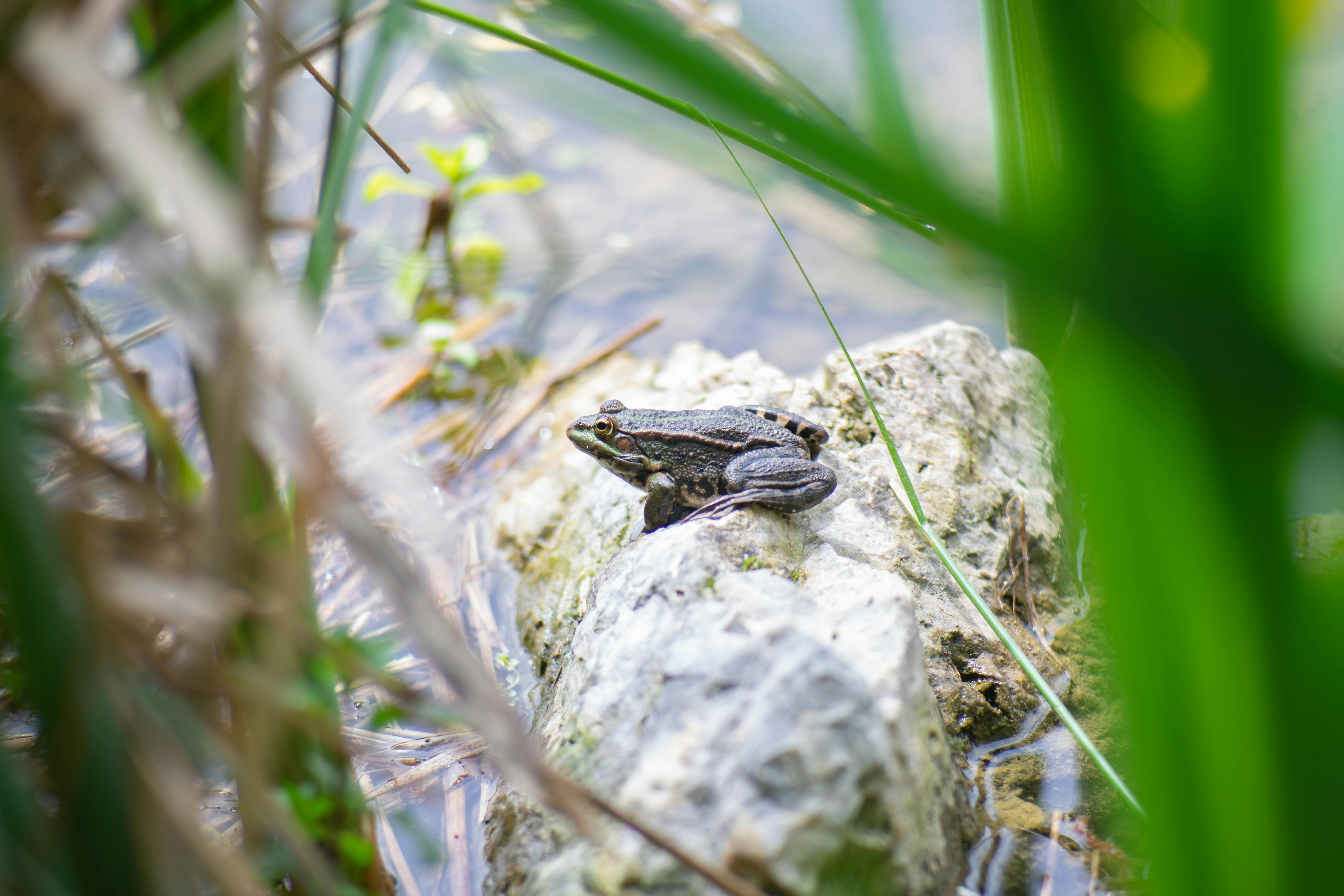 Close-Up Photo of Green Frog · Free Stock Photo