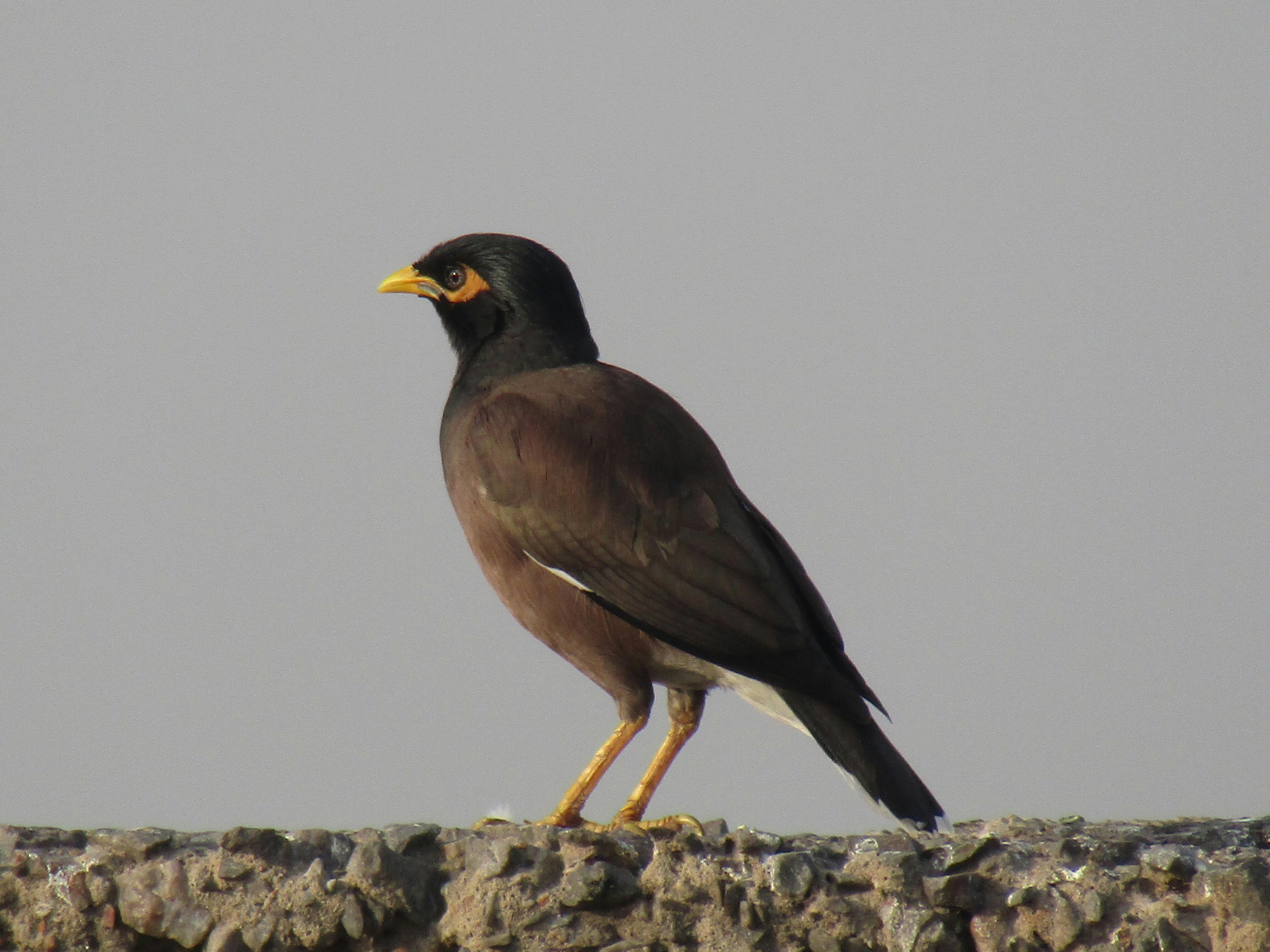 Free stock photo of Maina