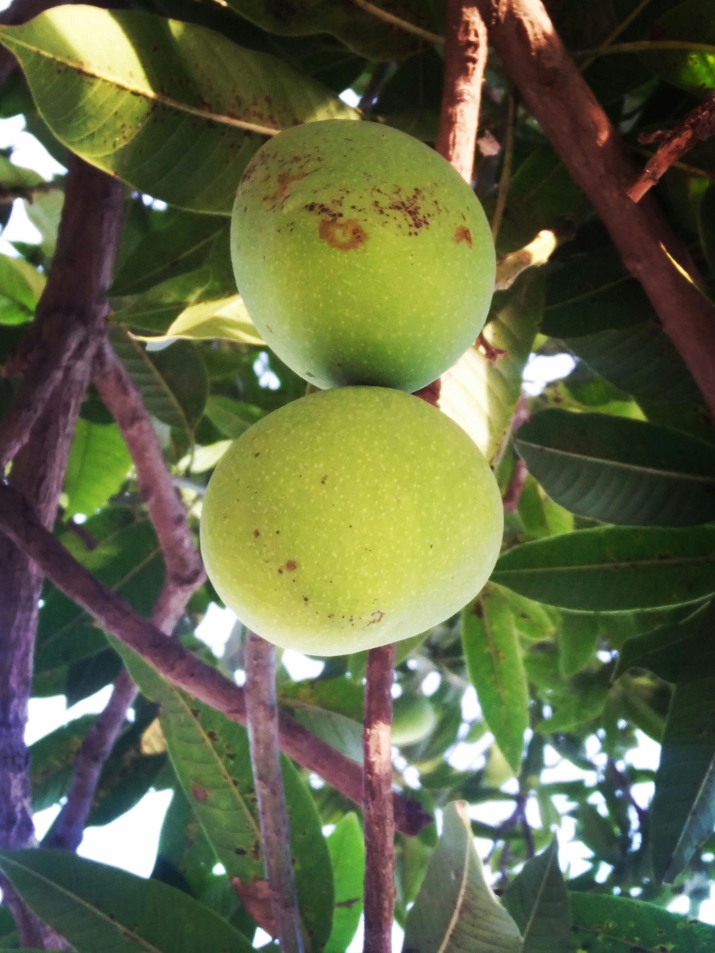 Fruits 2 Photos & Videos Collected by Mukesh Kumar Bhartiya