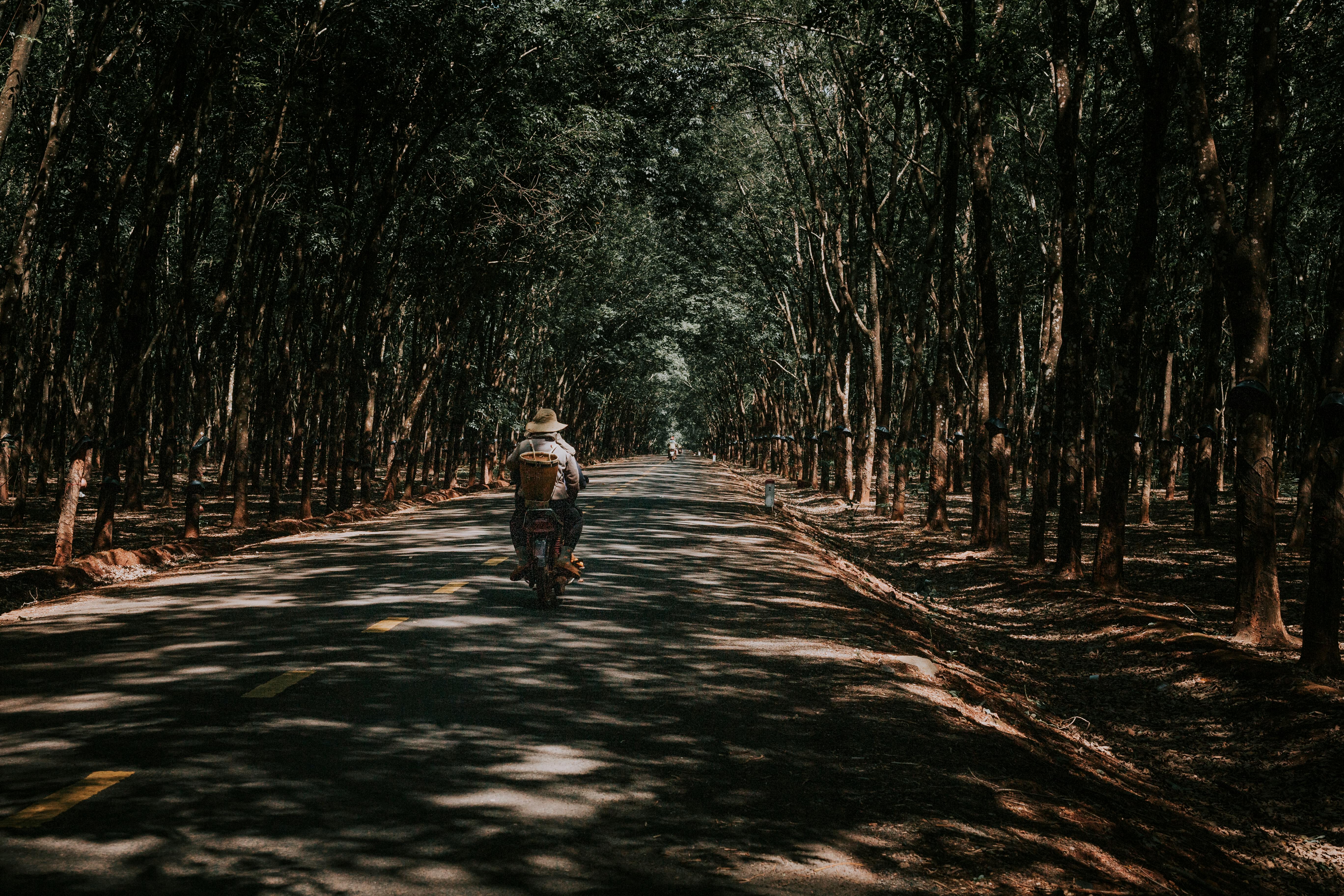 Photo of People Riding Motorcycle on Road Between Trees · Free Stock Photo