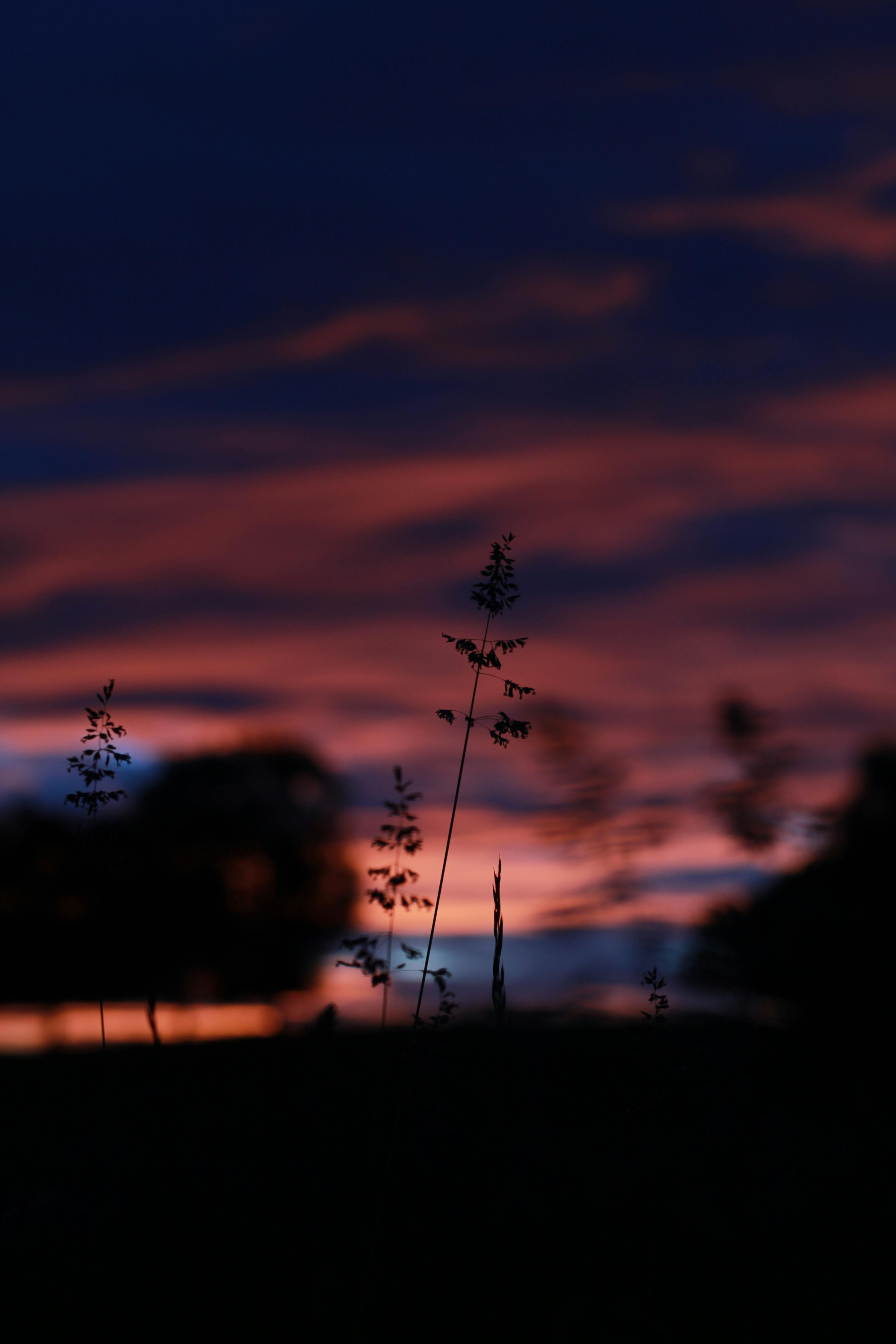 Snowy forest in cold winter weather · Free Stock Photo