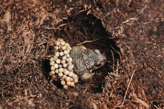 European Green Toad: Facts, Habitat, and Care Guide