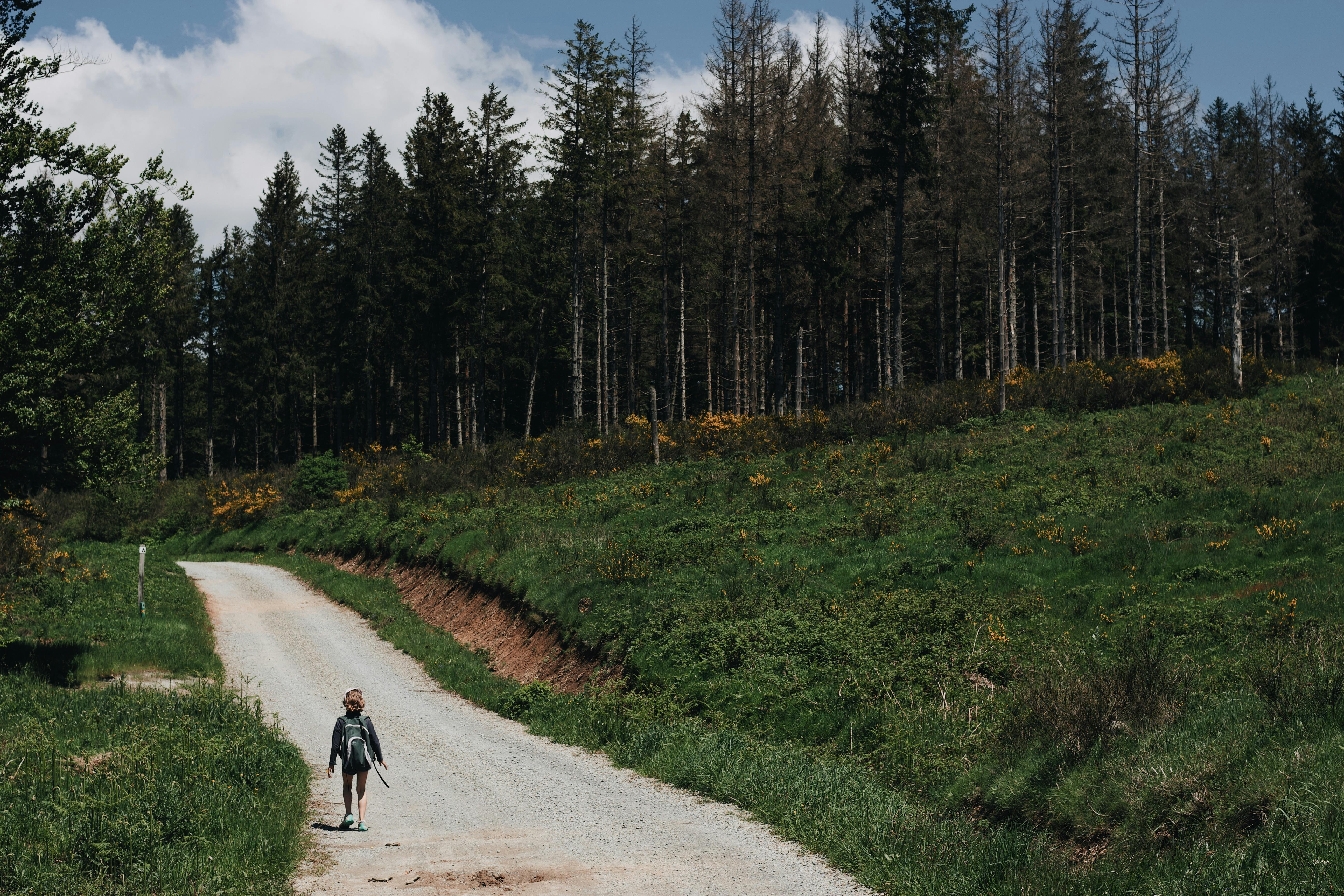 Person Walking on Pathway Between Green Grass and Trees · Free Stock Photo