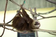 32 Sloth Antonyms. Full list of opposite words of sloth.