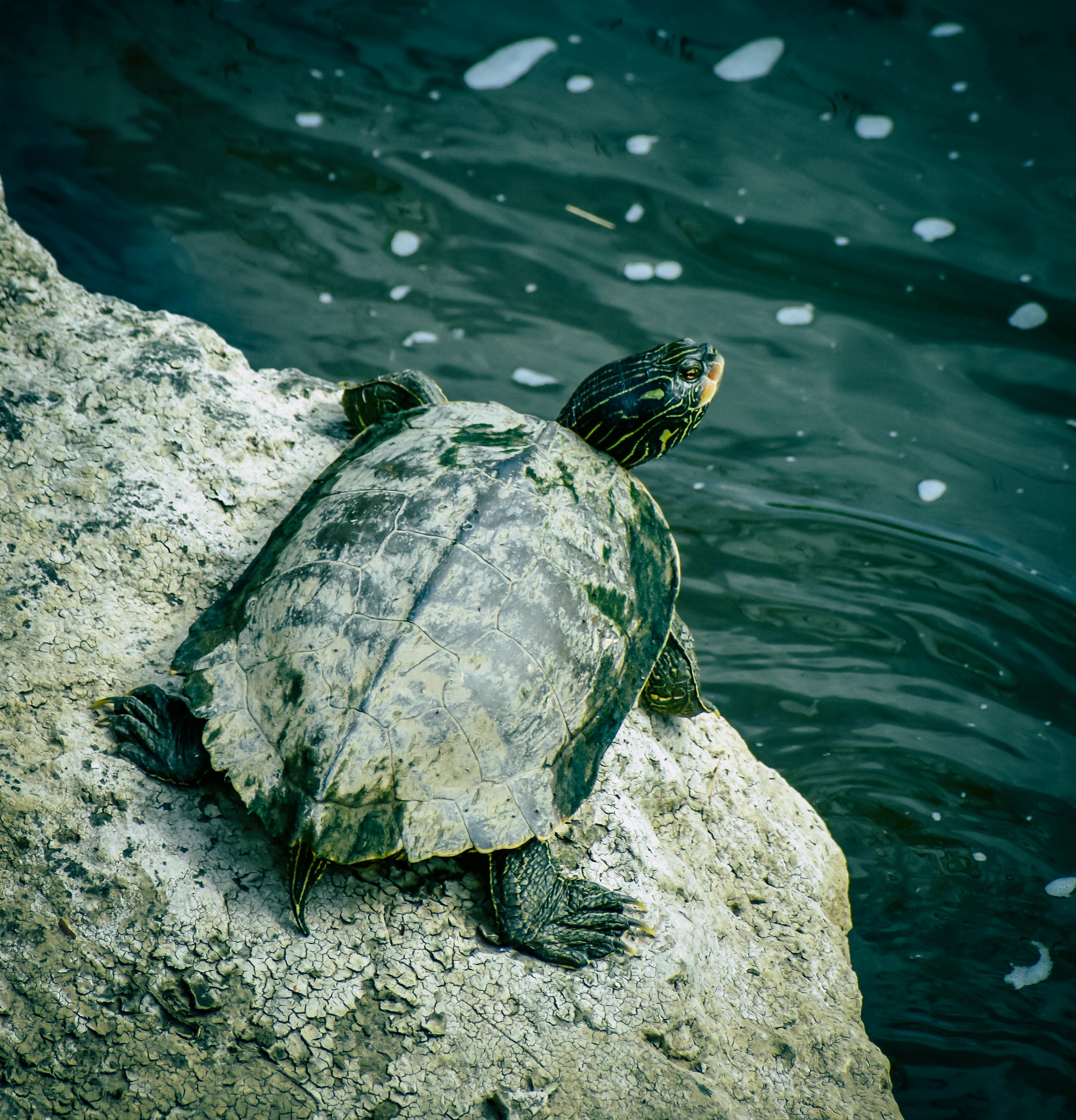 Turtle on stone near sea water · Free Stock Photo