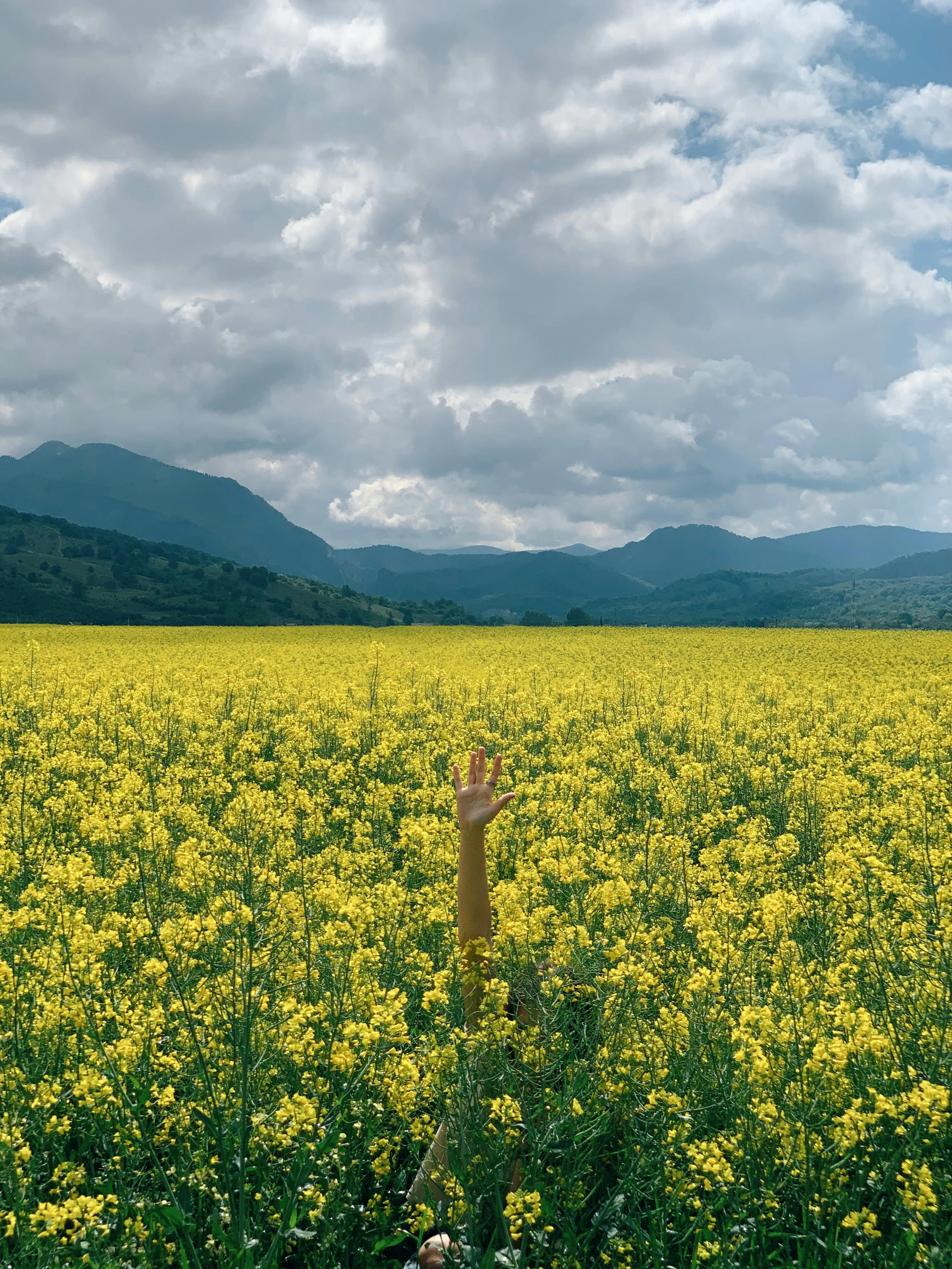 Outstretched Arm in Middle of Flowery Cropland · Free Stock Photo