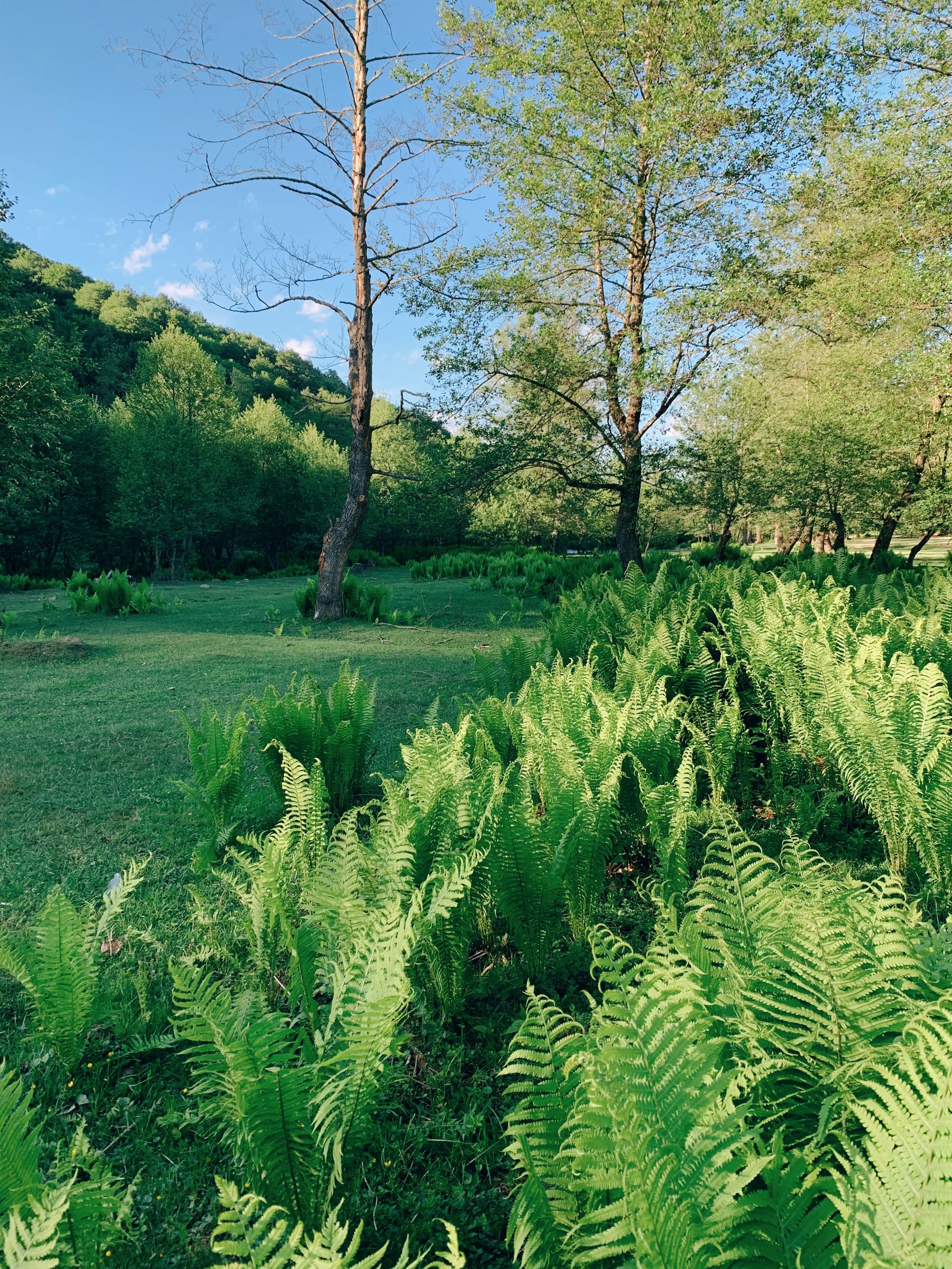 Landscape with Ferns and Trees · Free Stock Photo