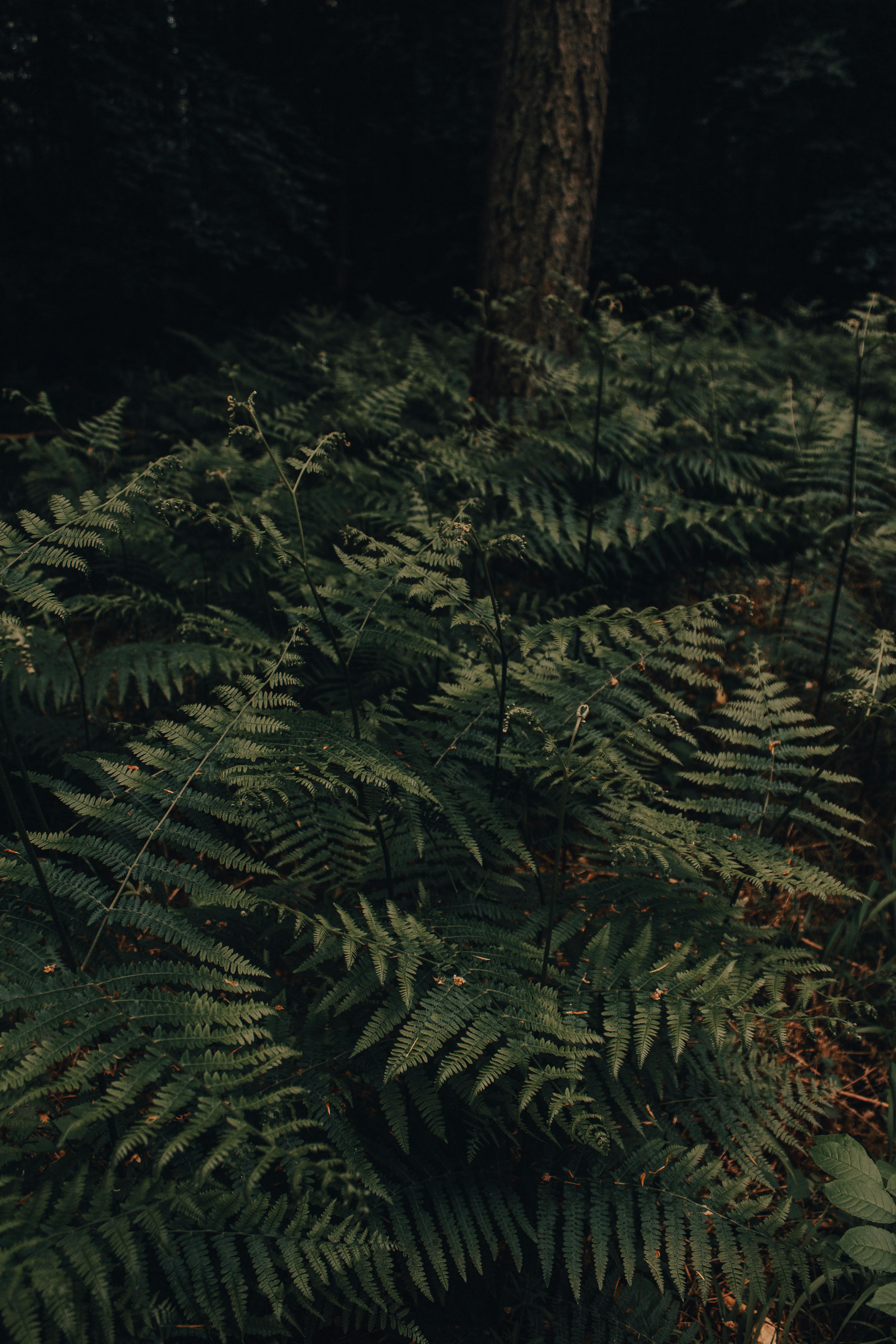 Bracken with wavy leaves growing in forest · Free Stock Photo