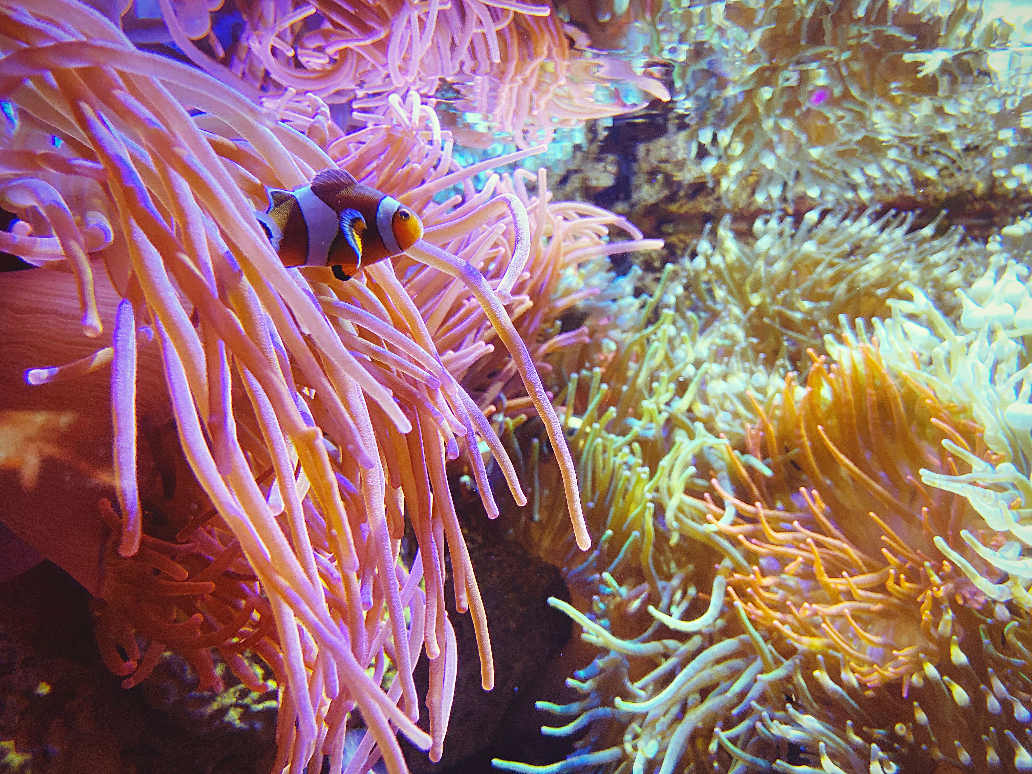 Colorful anemonefish swimming in big aquarium · Free Stock Photo