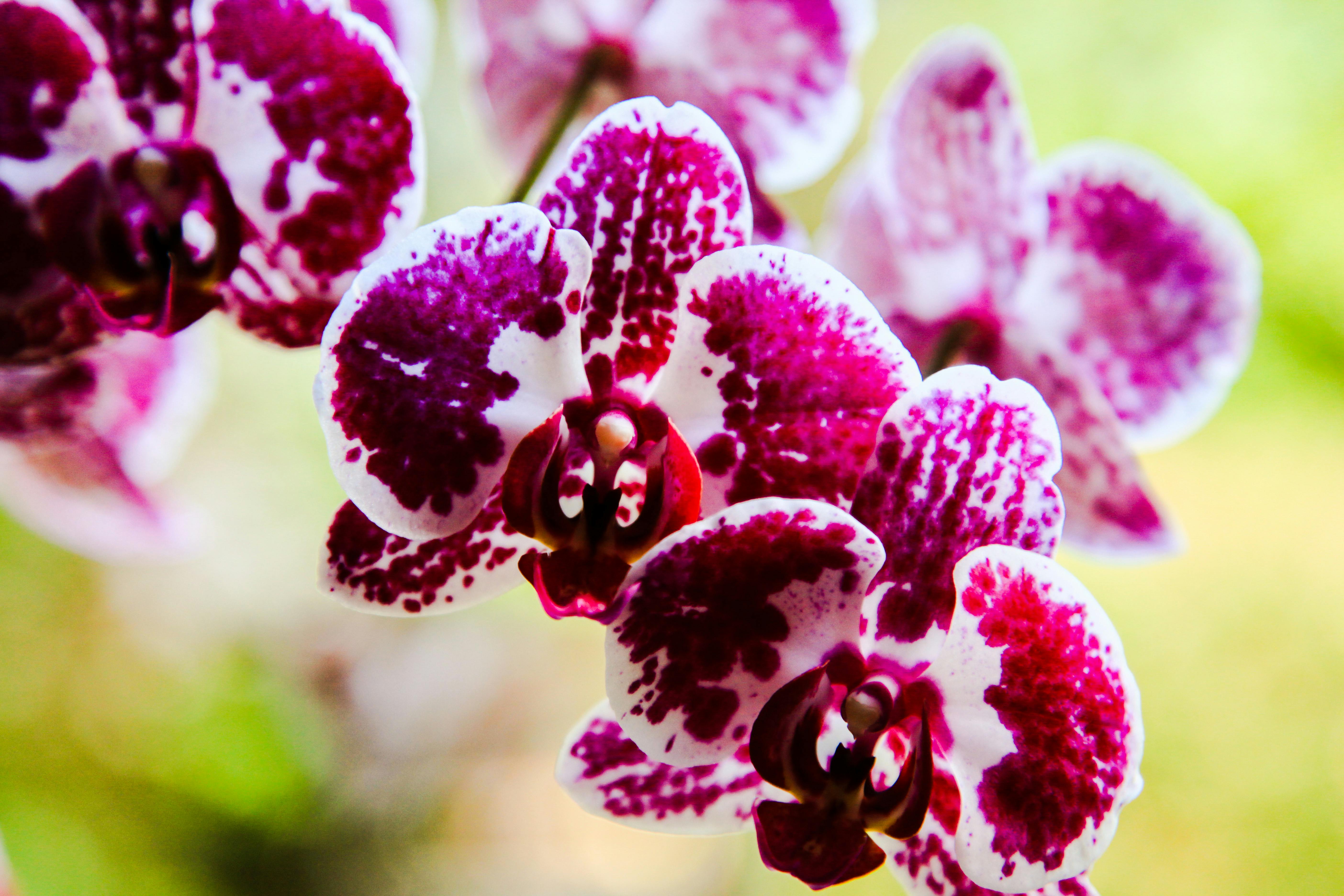 Free stock photo of beautiful flowers, flowers, orchids