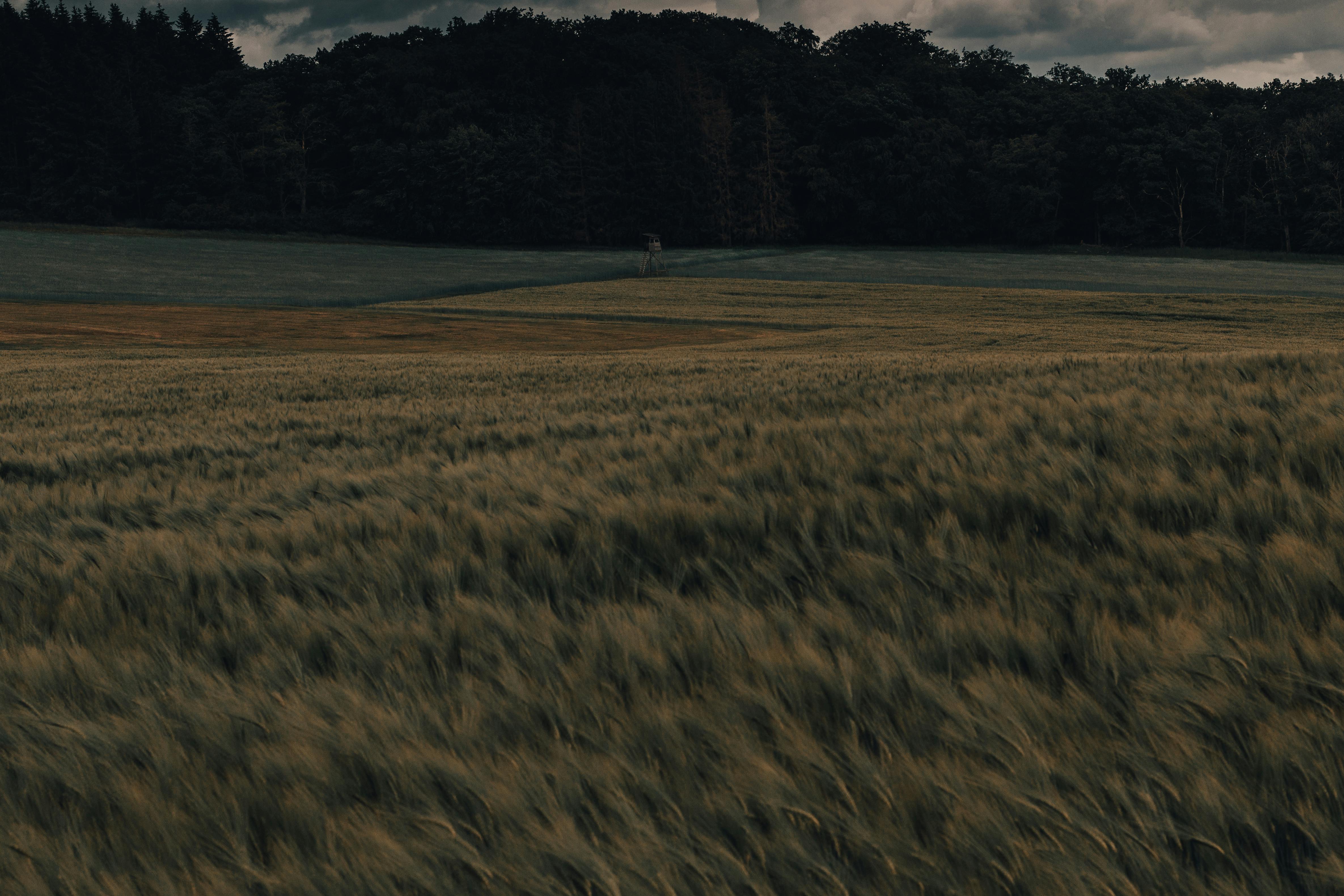 Grass field near forest in overcast weather · Free Stock Photo