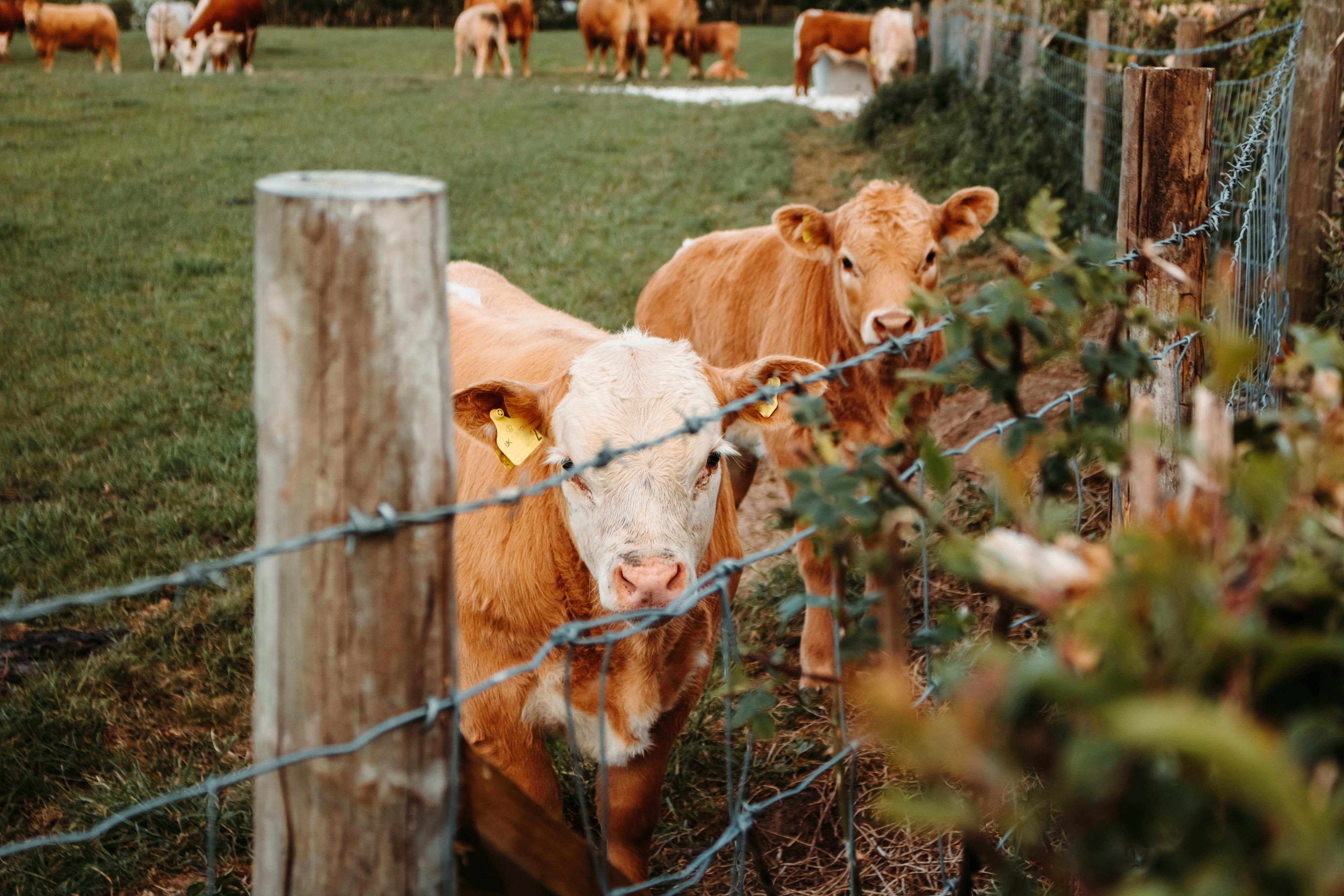 Domestic cow lying on stone ground in farm · Free Stock Photo