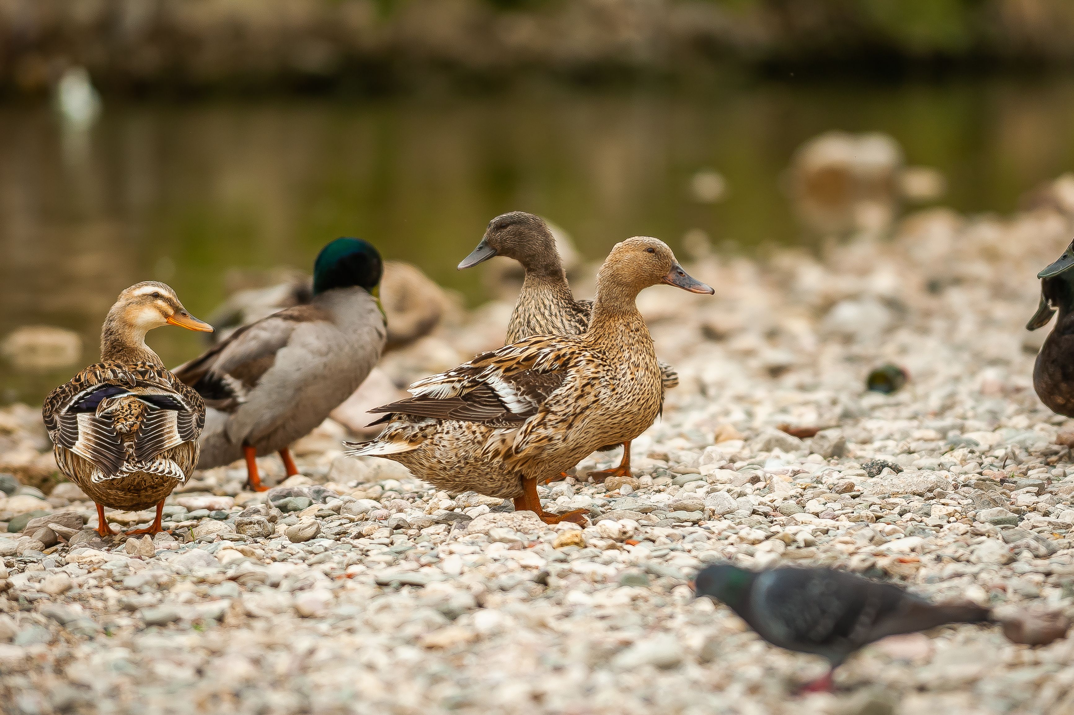 Beach Duck Photos, Download The BEST Free Beach Duck Stock Photos & HD ...