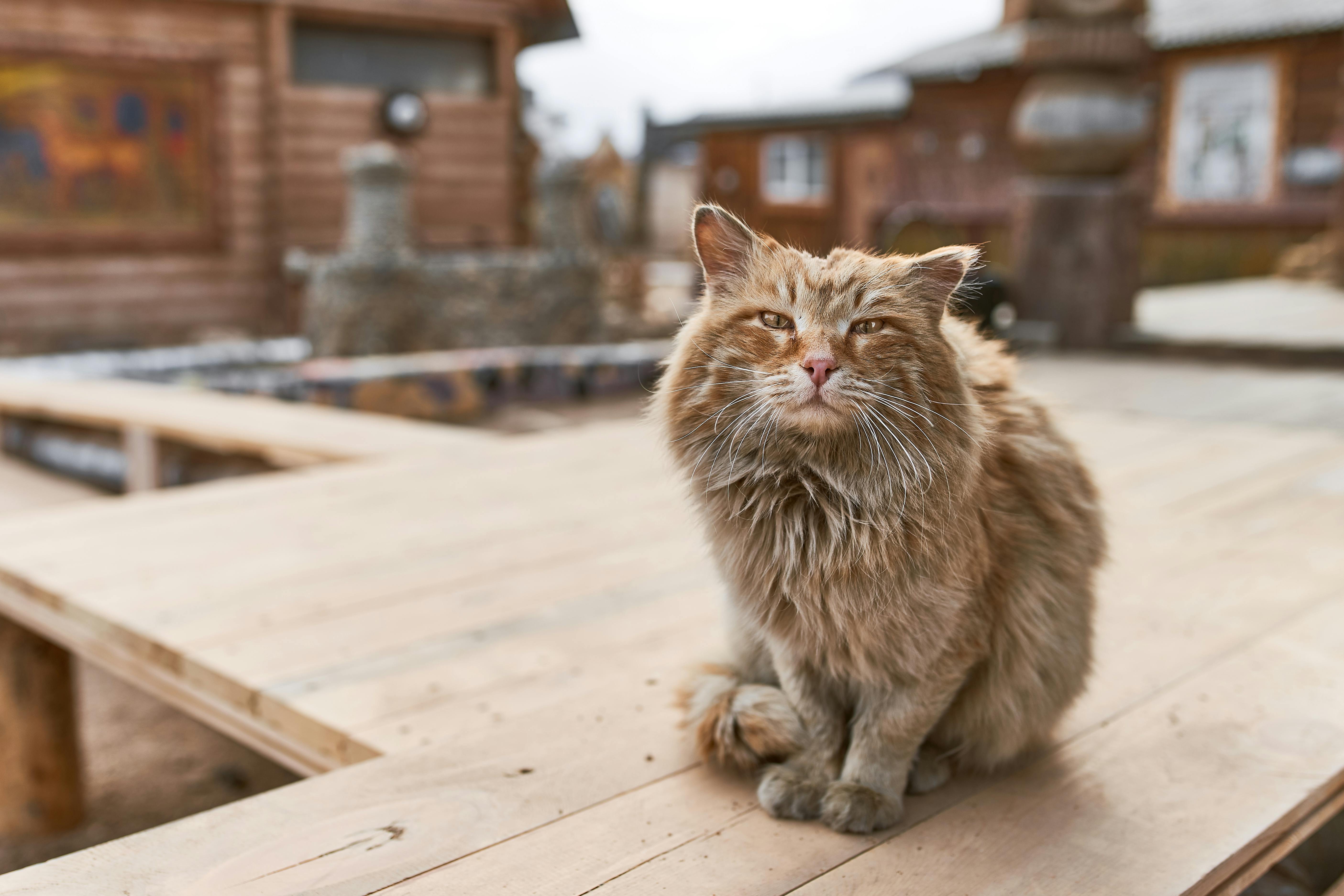 Cat Sitting Position Photos, Download The BEST Free Cat Sitting ...