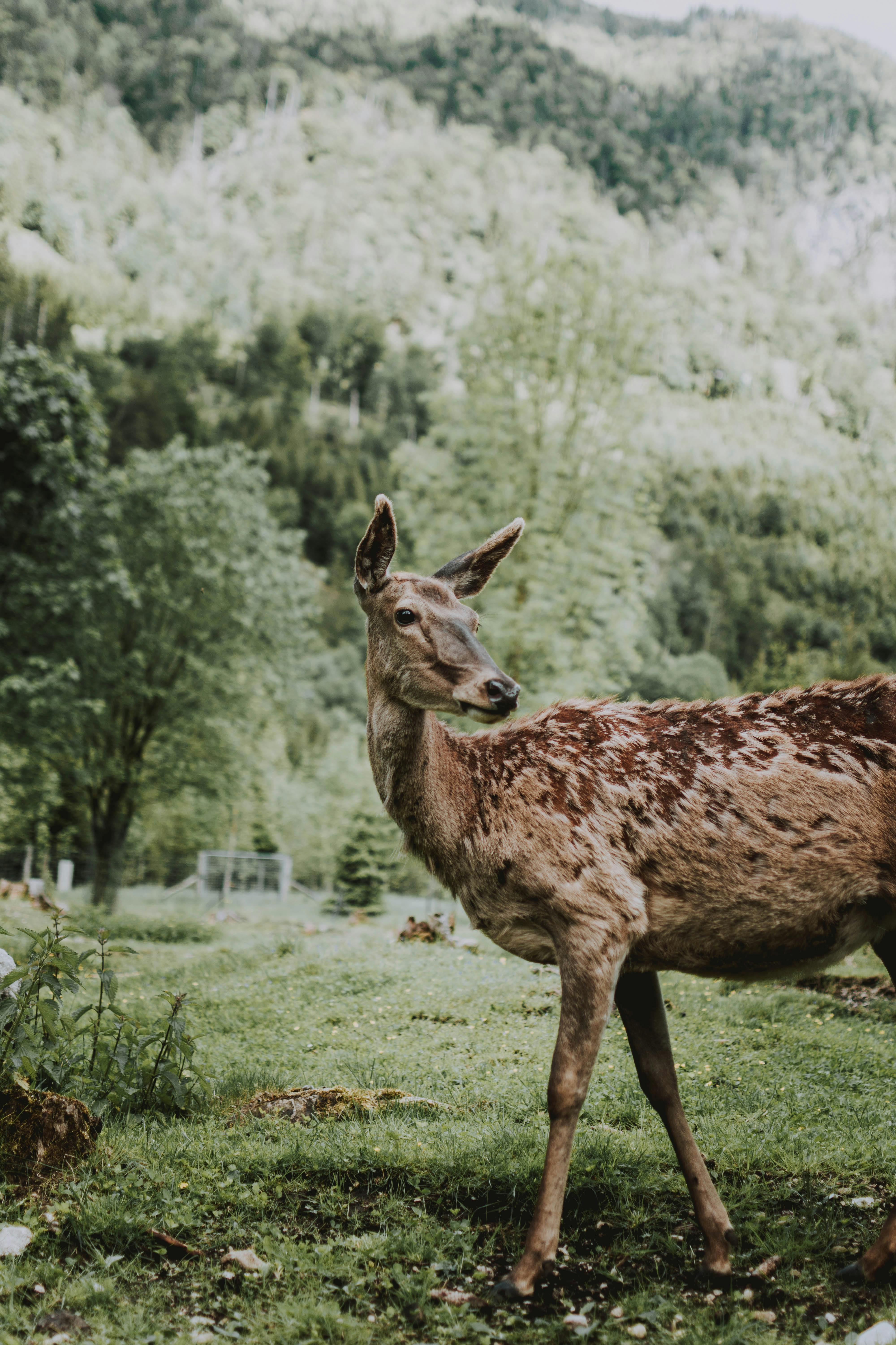 3,000+ Best Deer Photos · 100% Free Download · Pexels Stock Photos