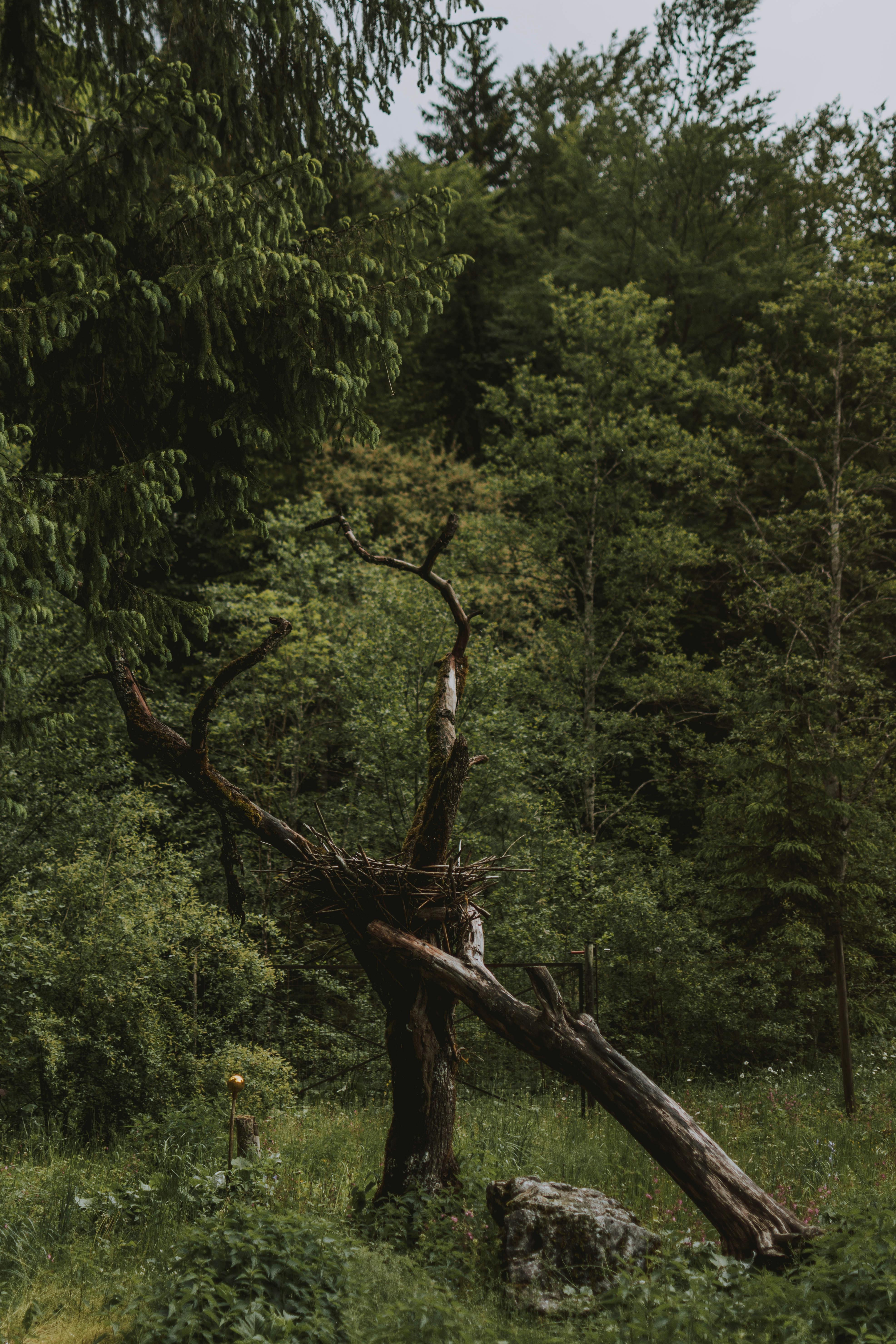 Dead tree · Free Stock Photo